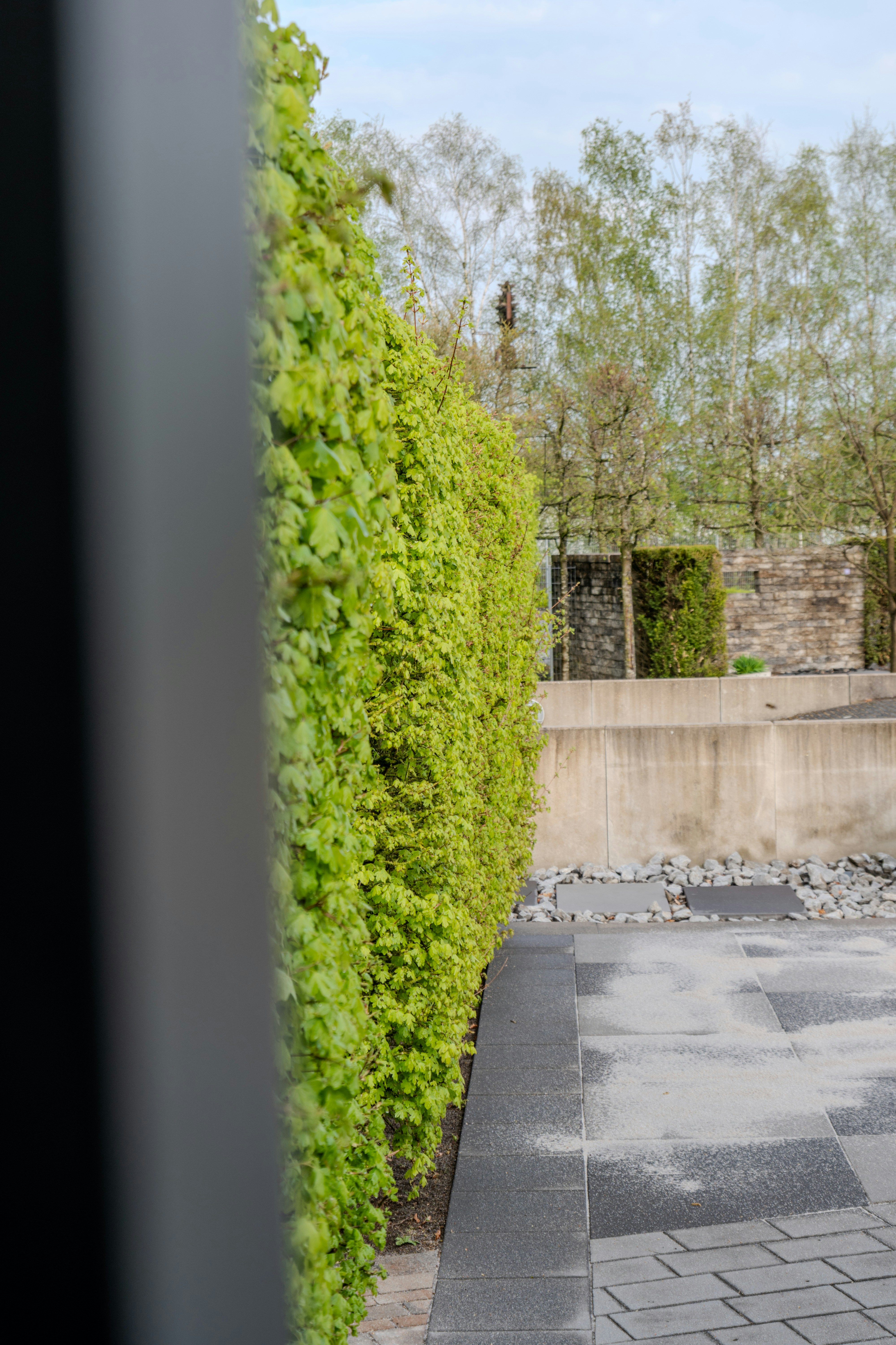 A lush green hedge stands beside paved ground. photo – Free Garden ...