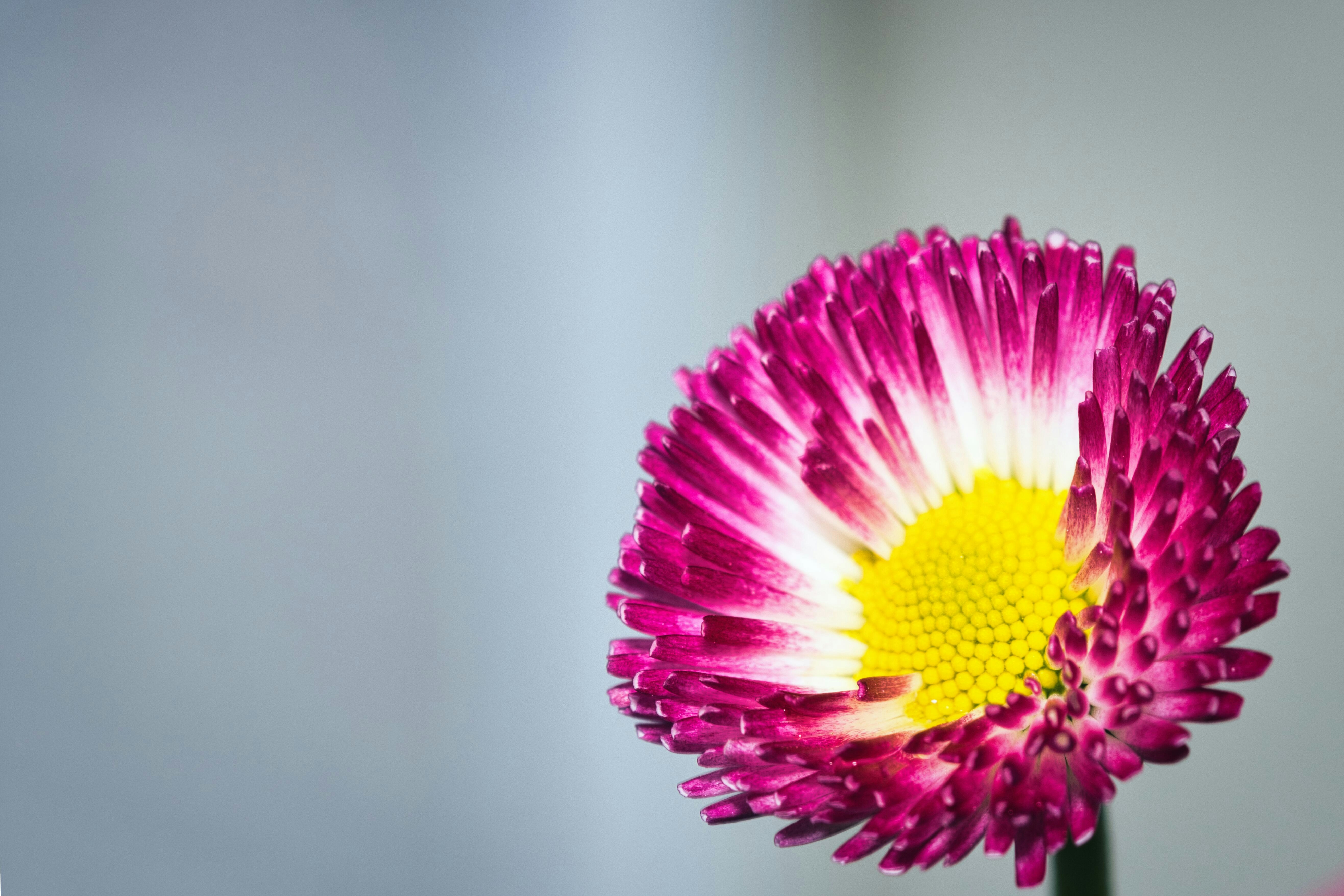 Electric Magenta Bloom in a Velvet Blue Bokeh