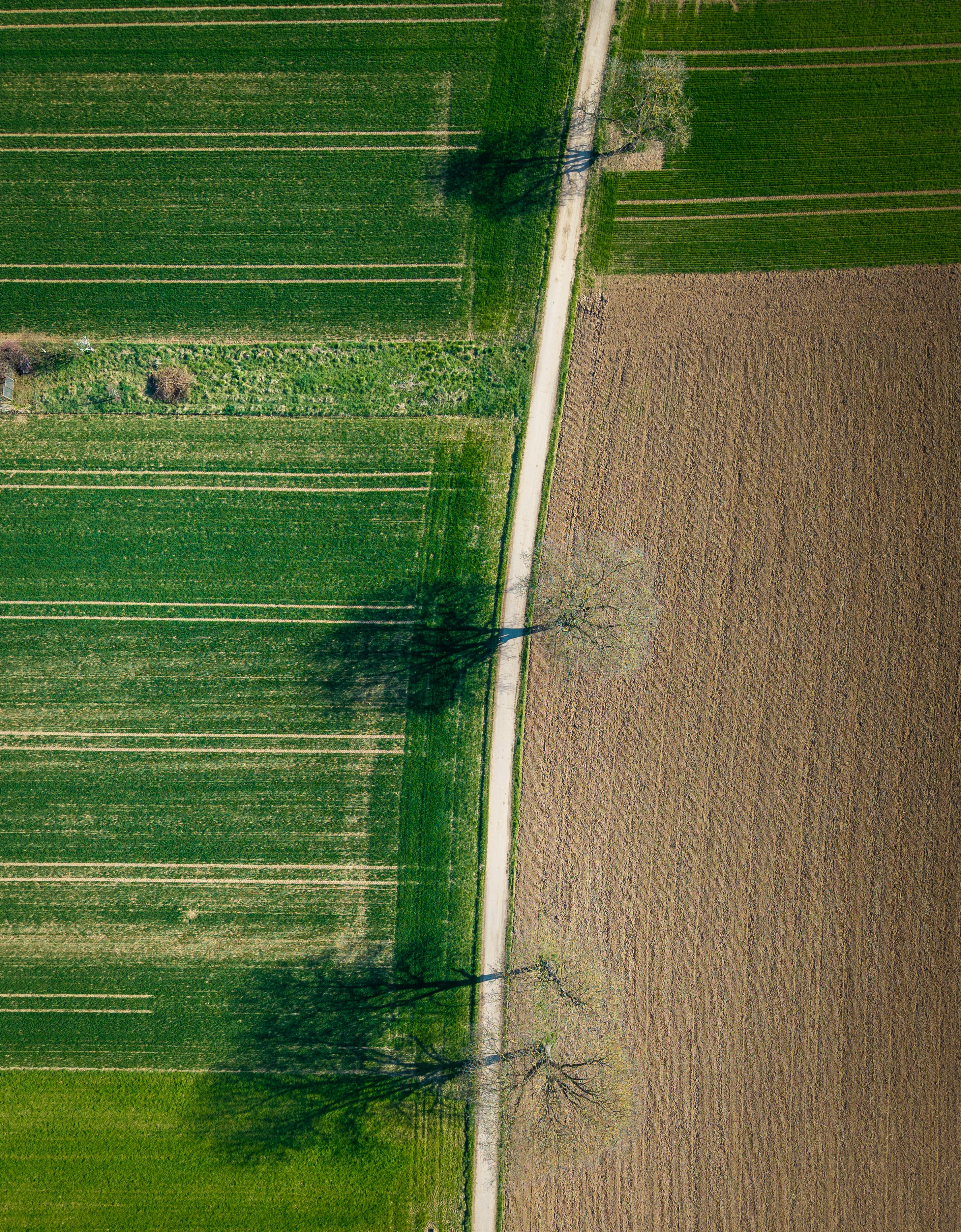 A path separates fields of green and brown. photo – Free Agriculture ...