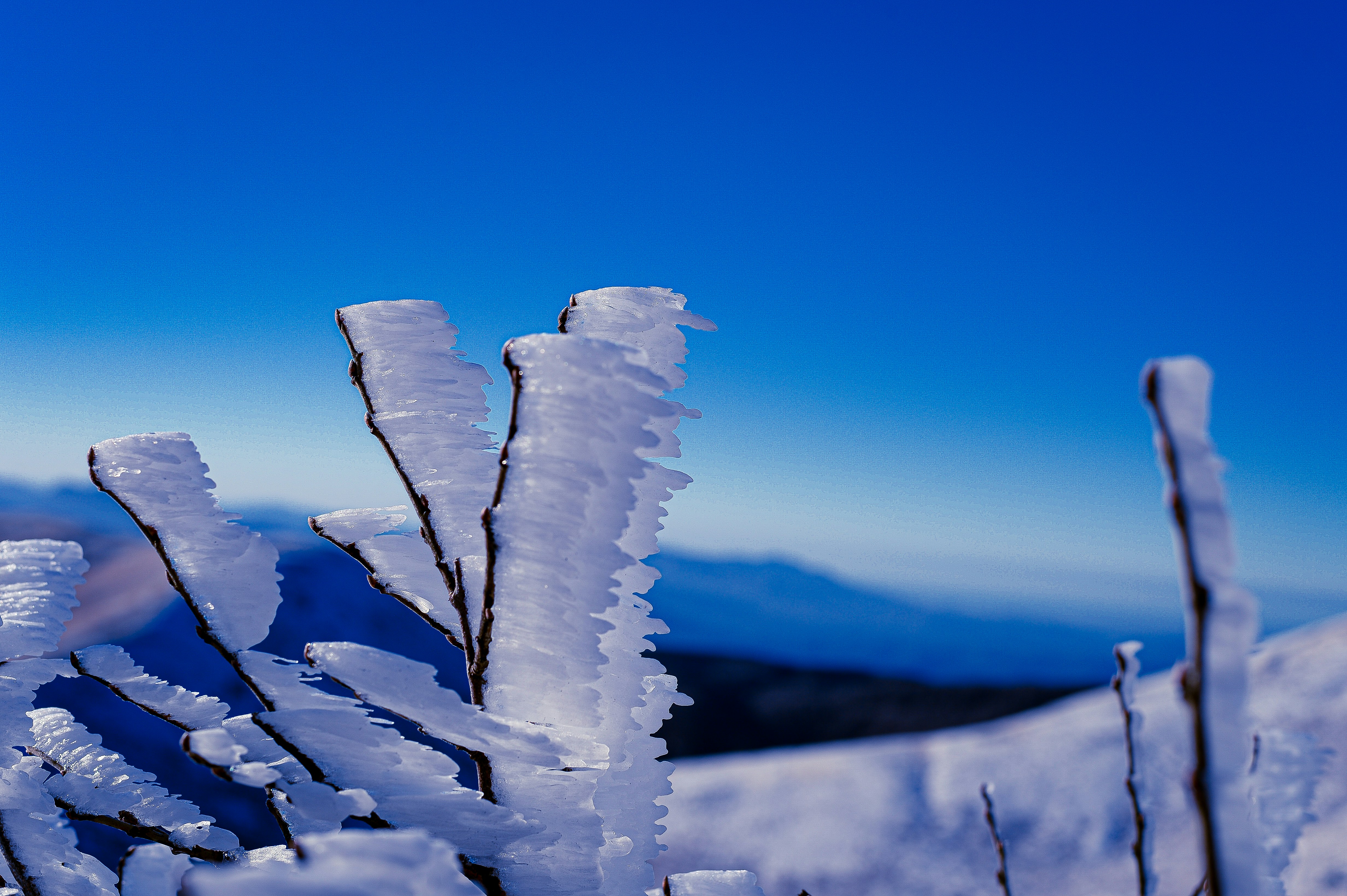 Frosted Whispers: Nature's Icy Sculptures