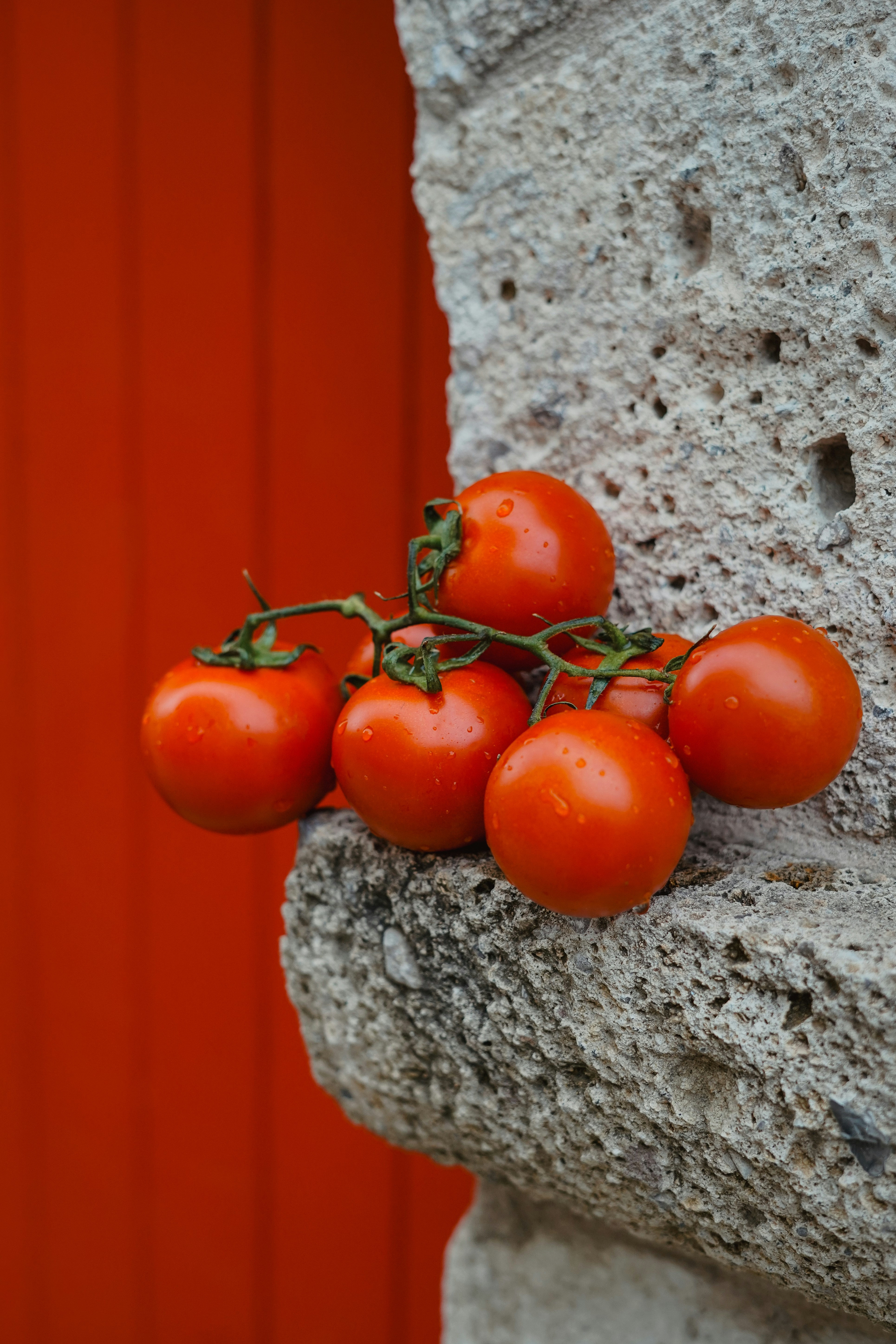 Crimson Cluster on a Weathered Ledge Against a Red Panel