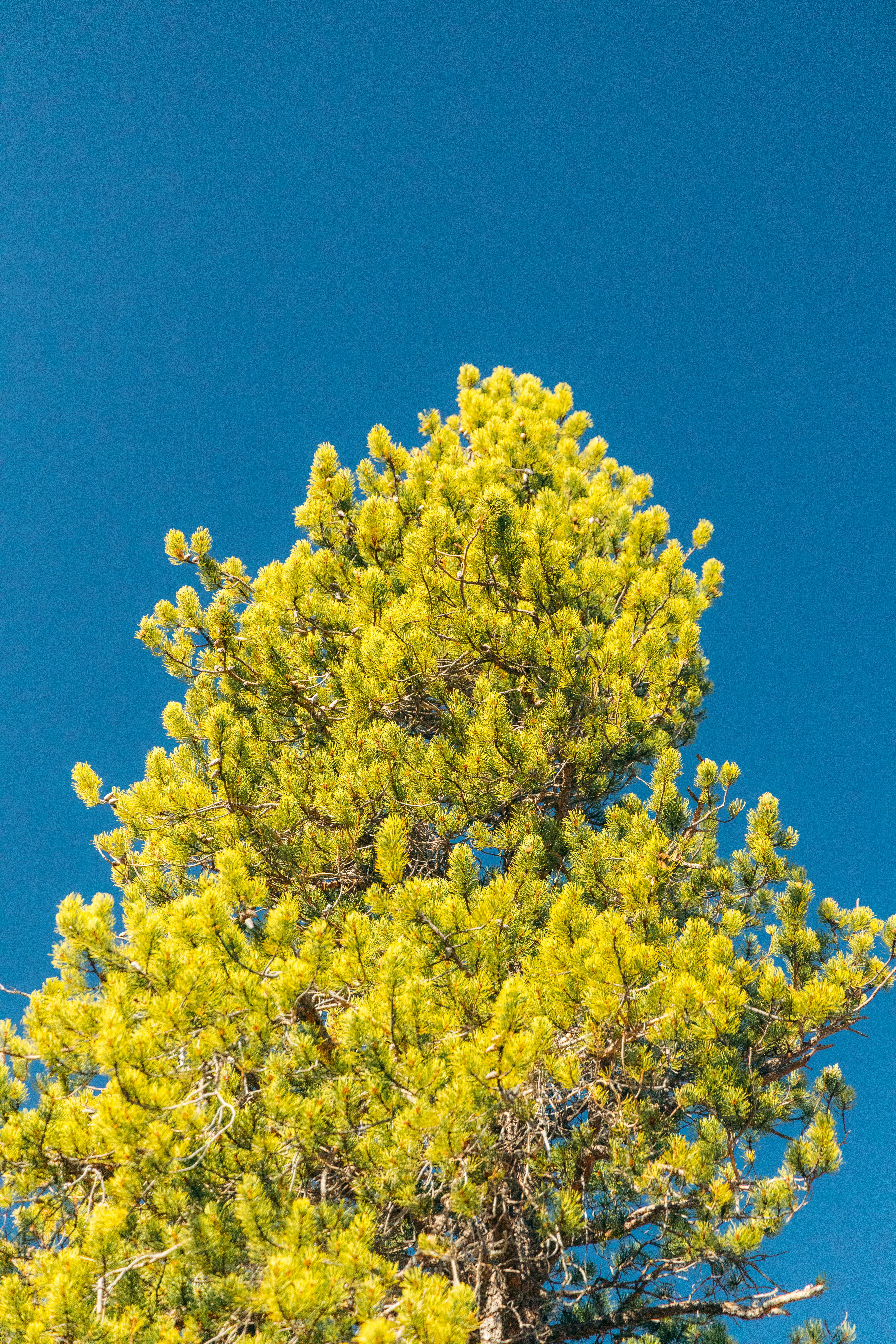 Bright yellow tree against a brilliant blue sky. photo – Free Plant ...