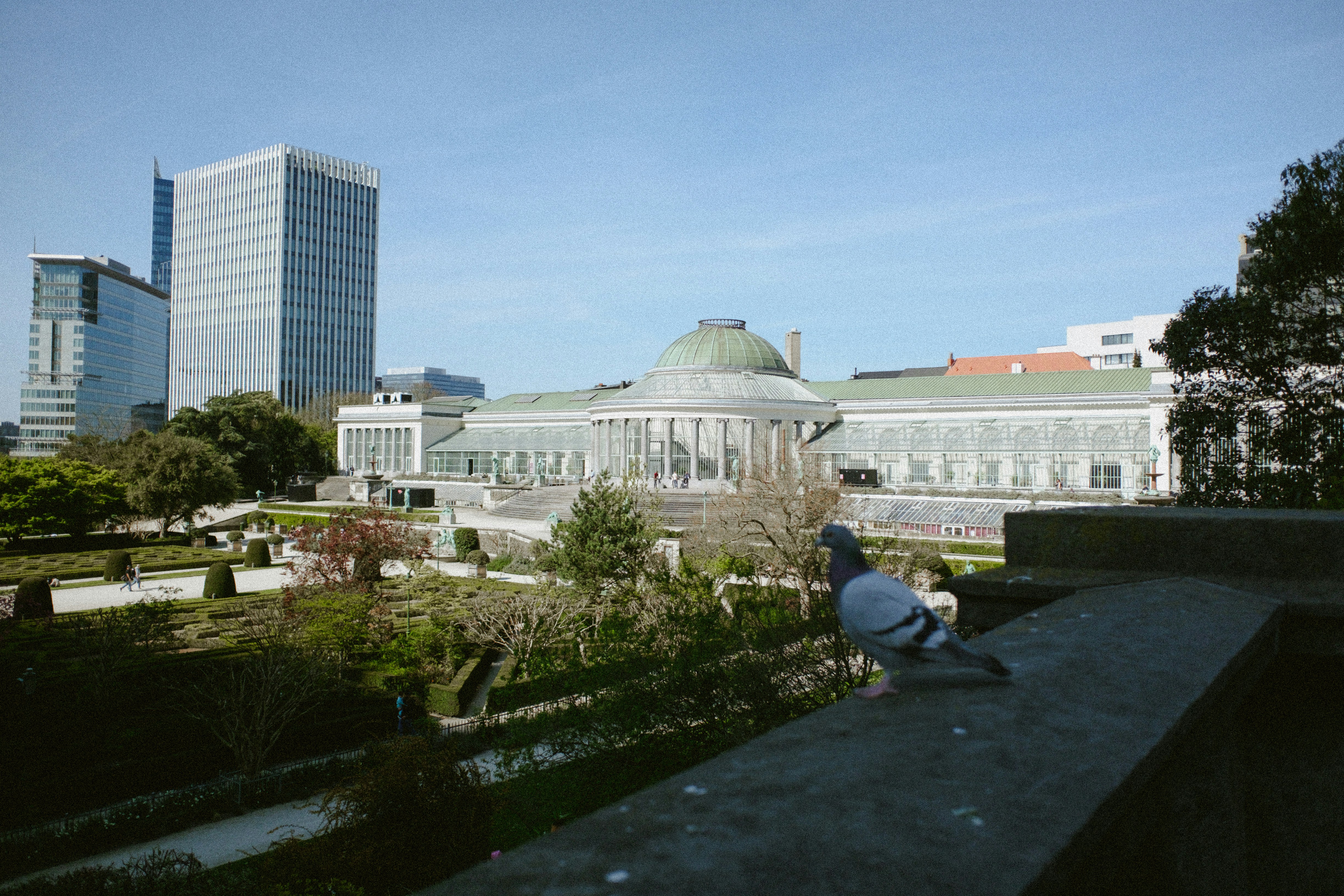Parapet Perspective: A Pigeon Over a Neo-Classical Campus Dome