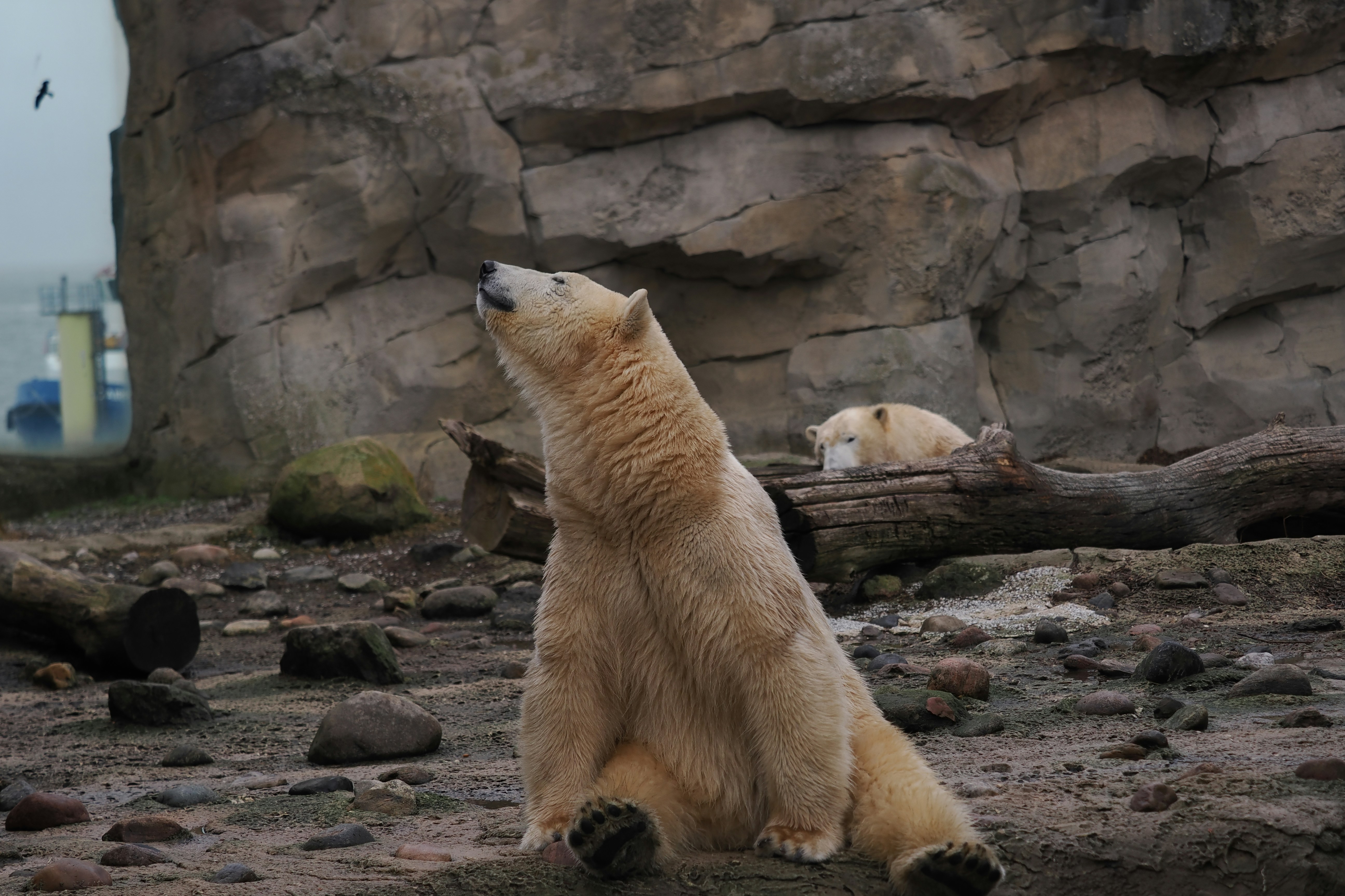 A Moment of Contemplation in the Arctic Realm