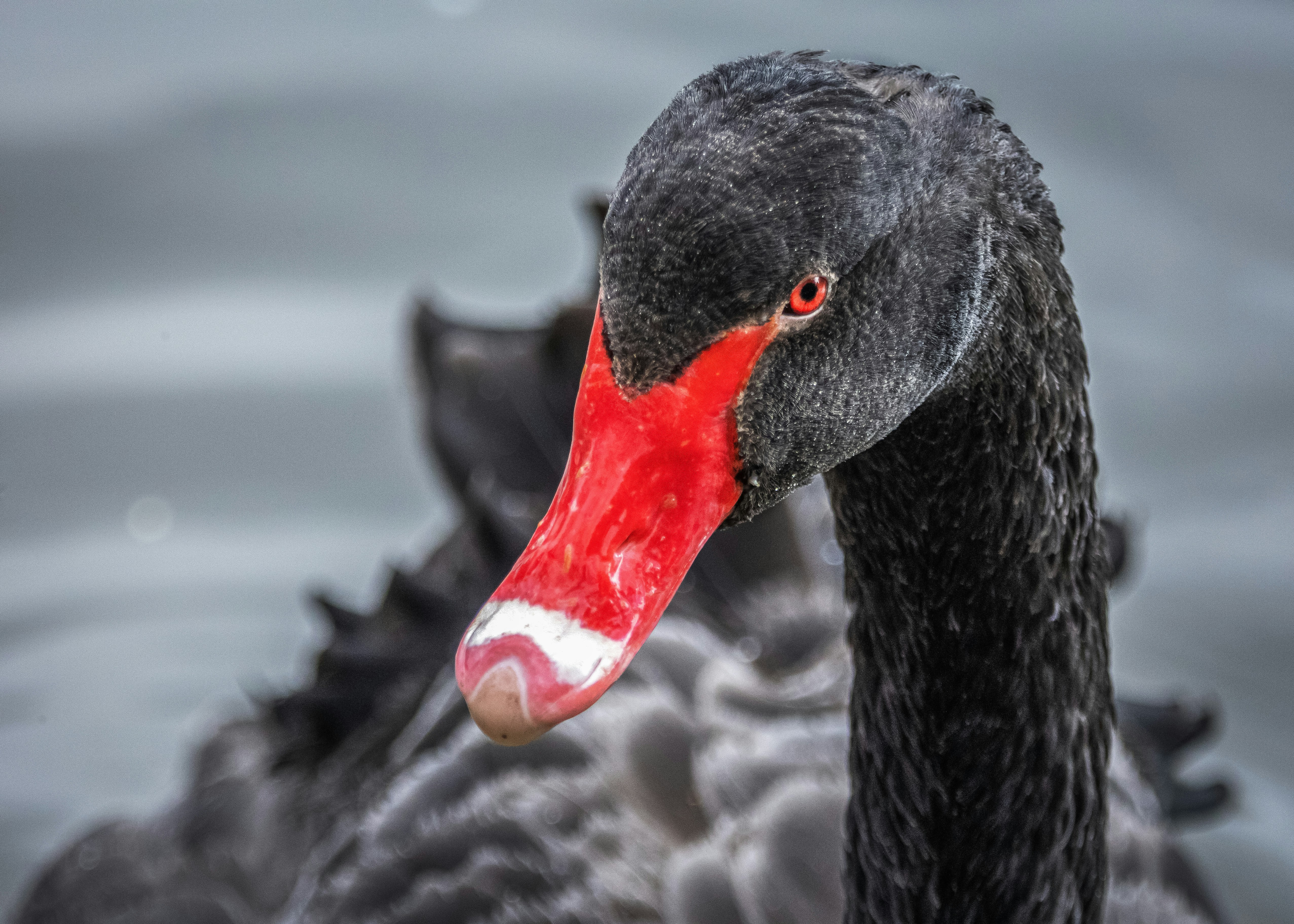Crimson Beak Among Velvet Feathers: Close-Up Portrait of a Black Swan
