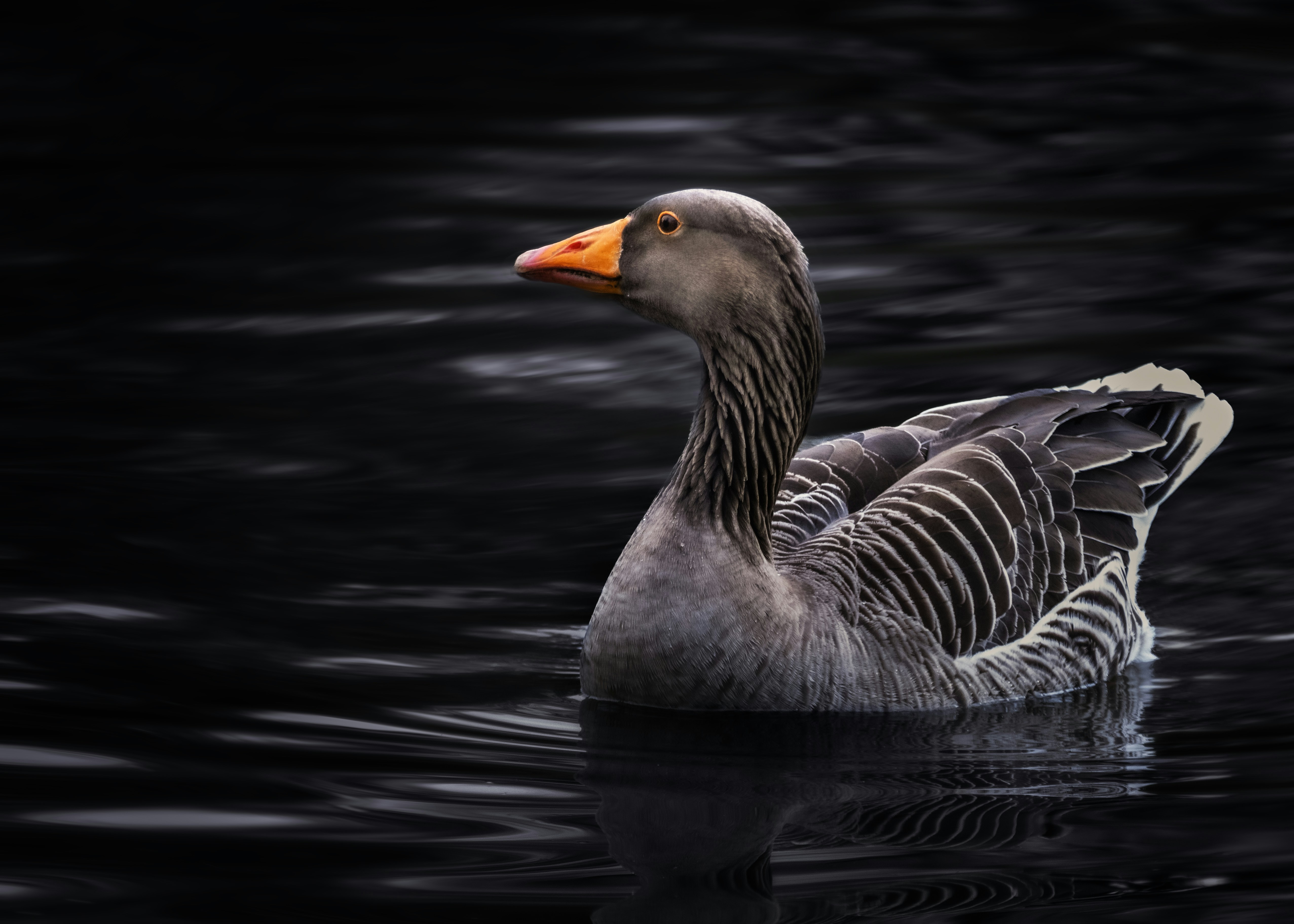 Photo by Oluwaseun Sanni with Canon EOS R6