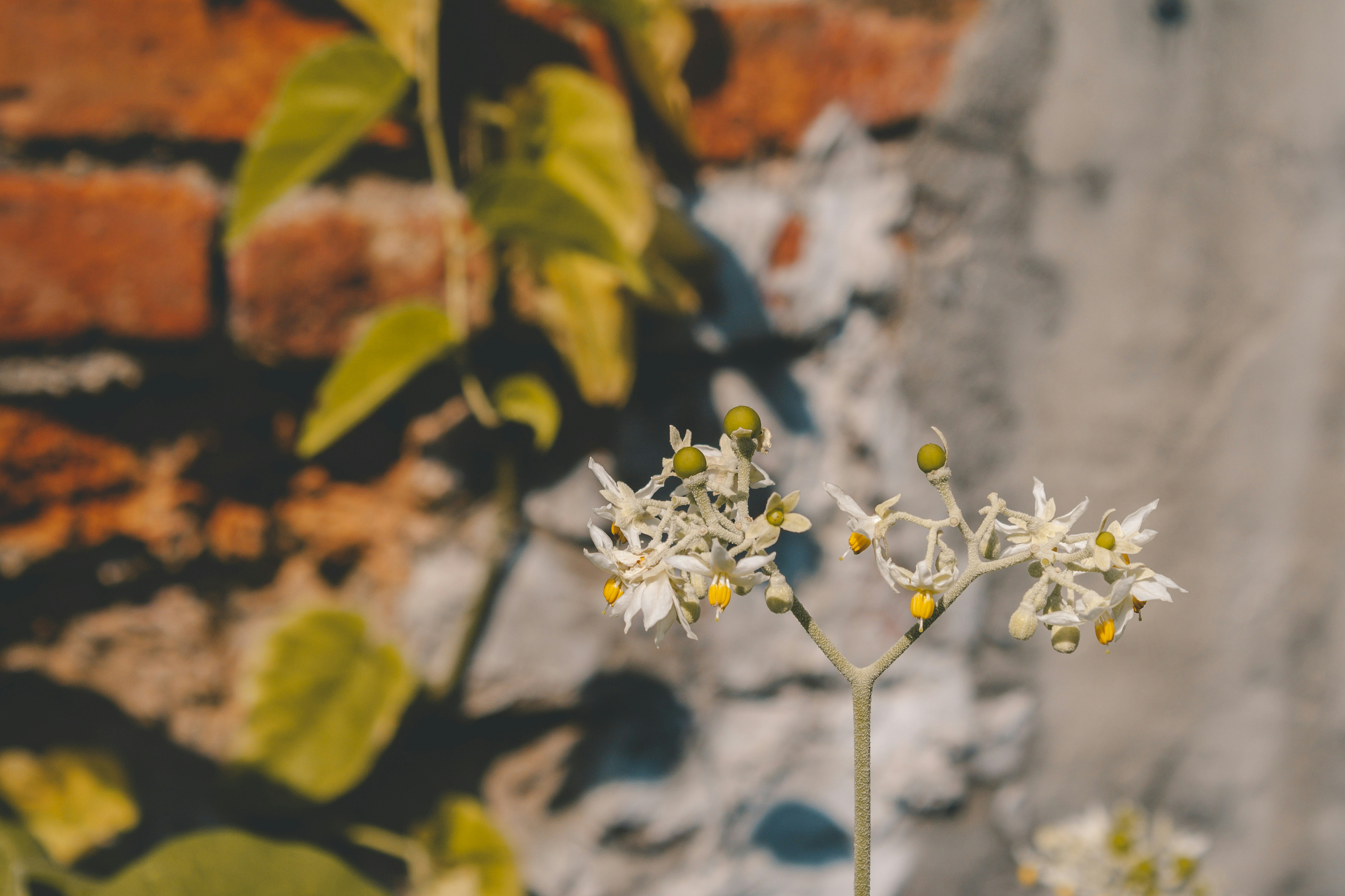 Delicate White Bloom Standing Sentinel by Weathered Brick