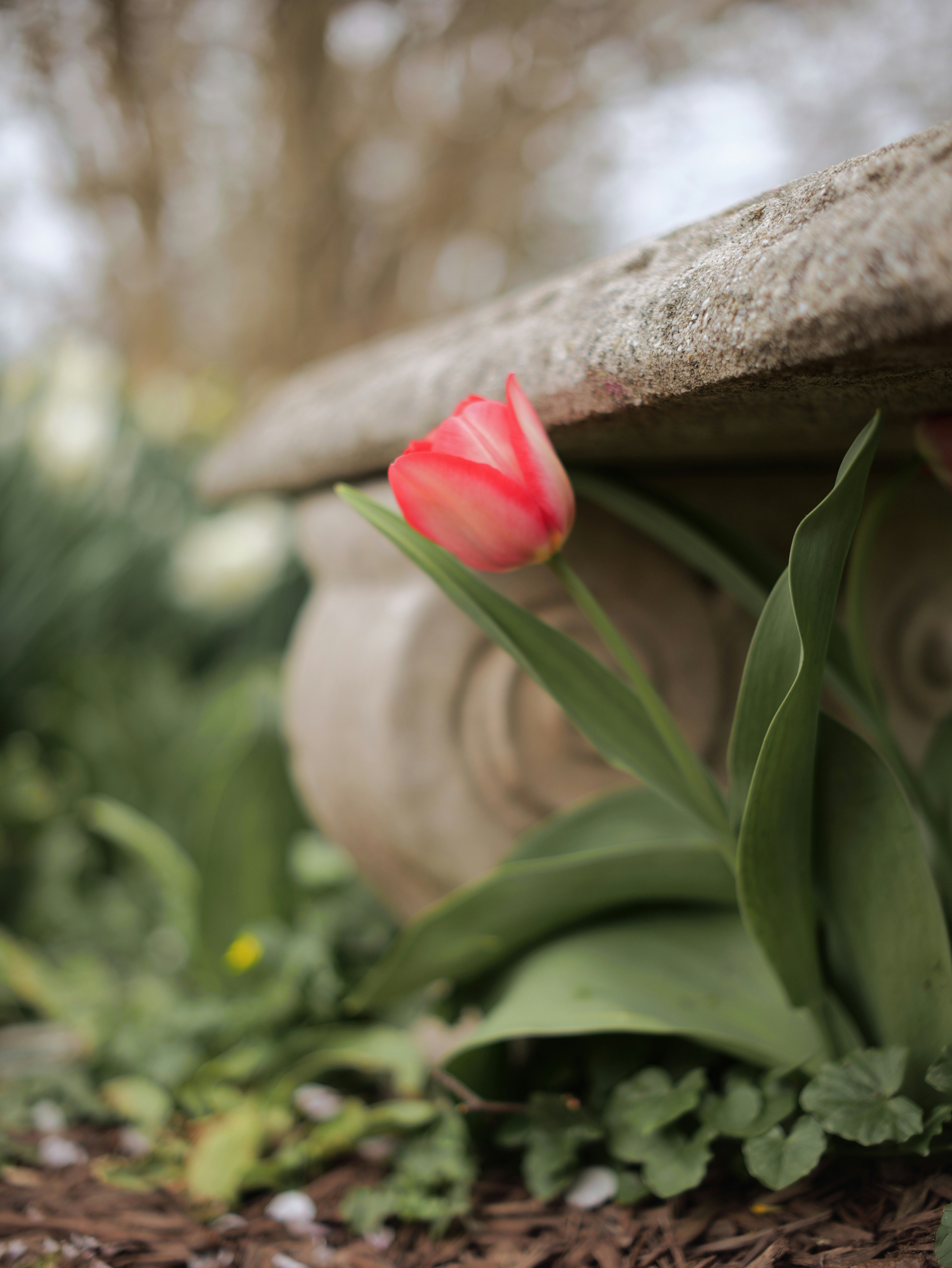 Pink tulip grows beside a weathered stone bench in a softly blurred garden setting.