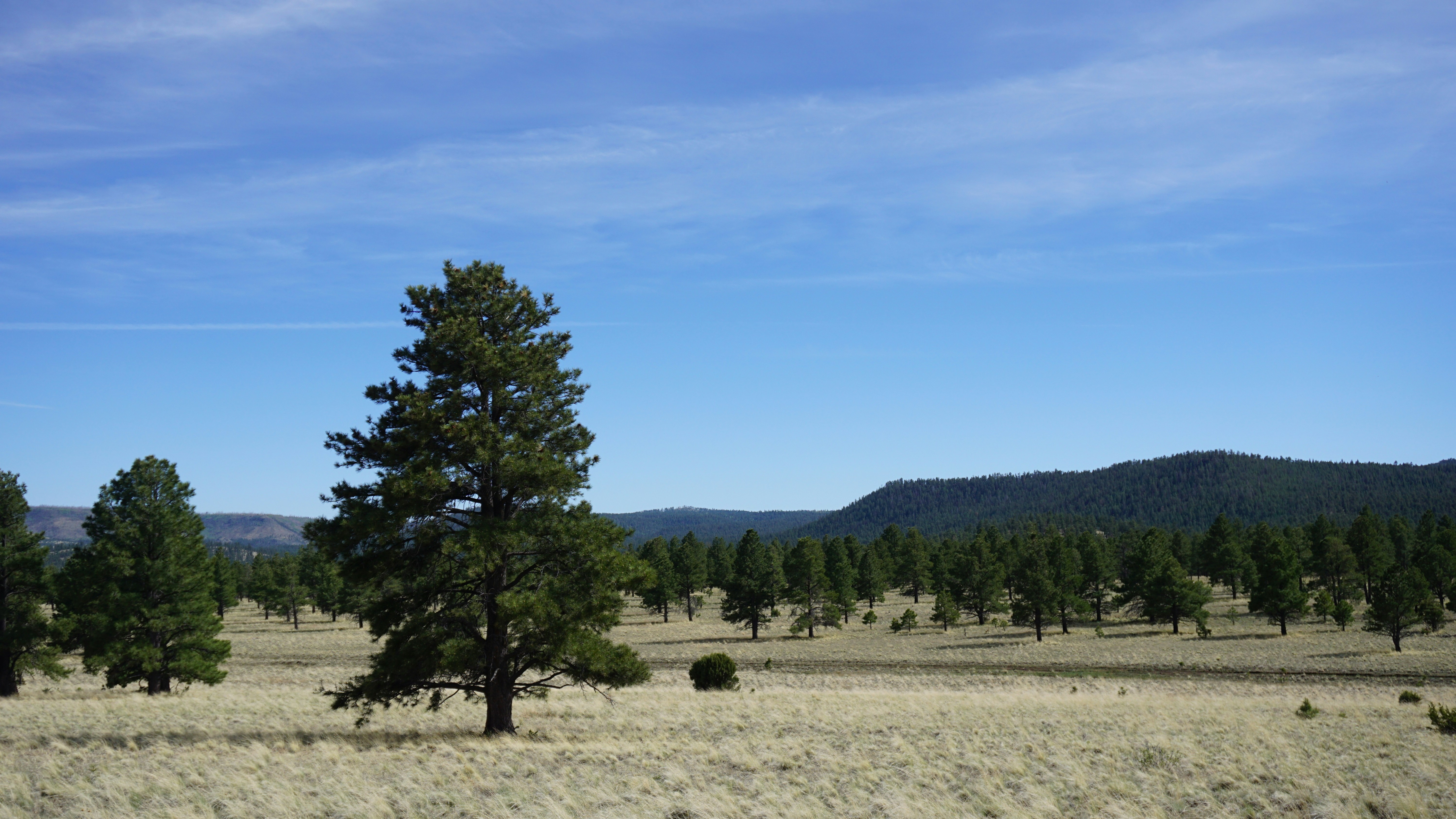 Trees and a field sit under a bright blue sky. photo – Free Image on ...