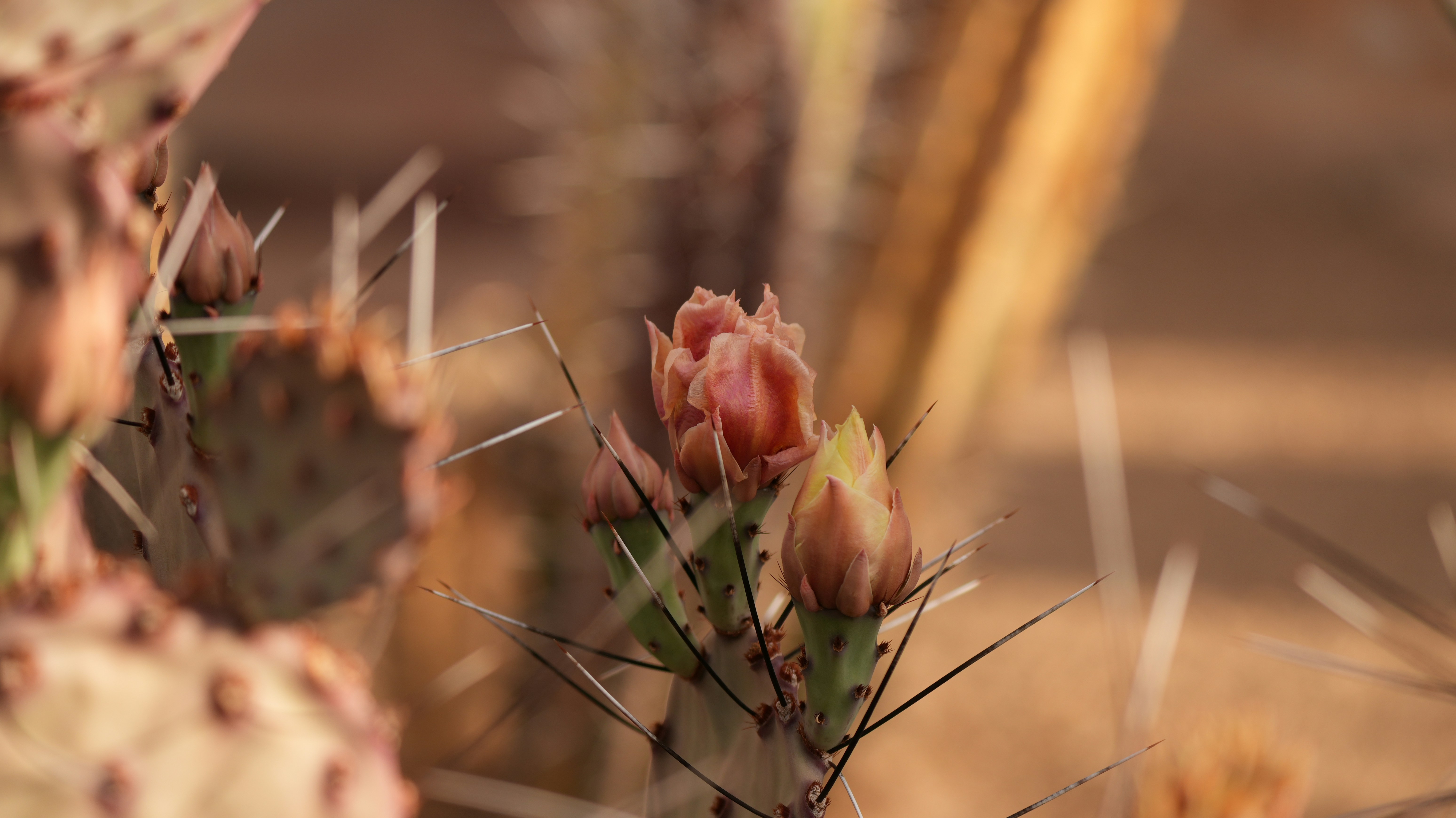 Desert Bloom in Focus: A Tender Pink Bud Amid Sturdy Spines