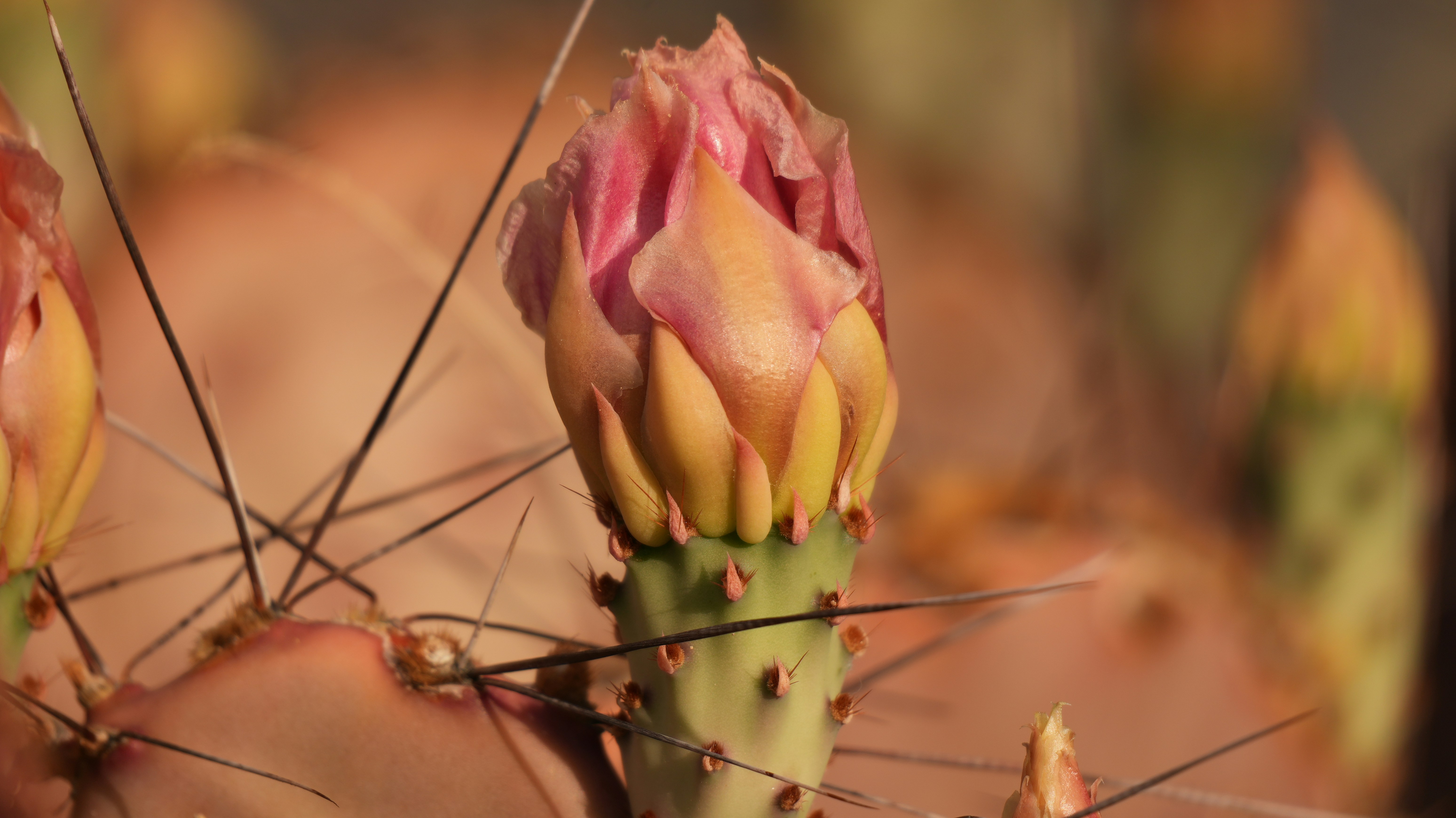 Tuscon Pictures | Download Free Images on Unsplash