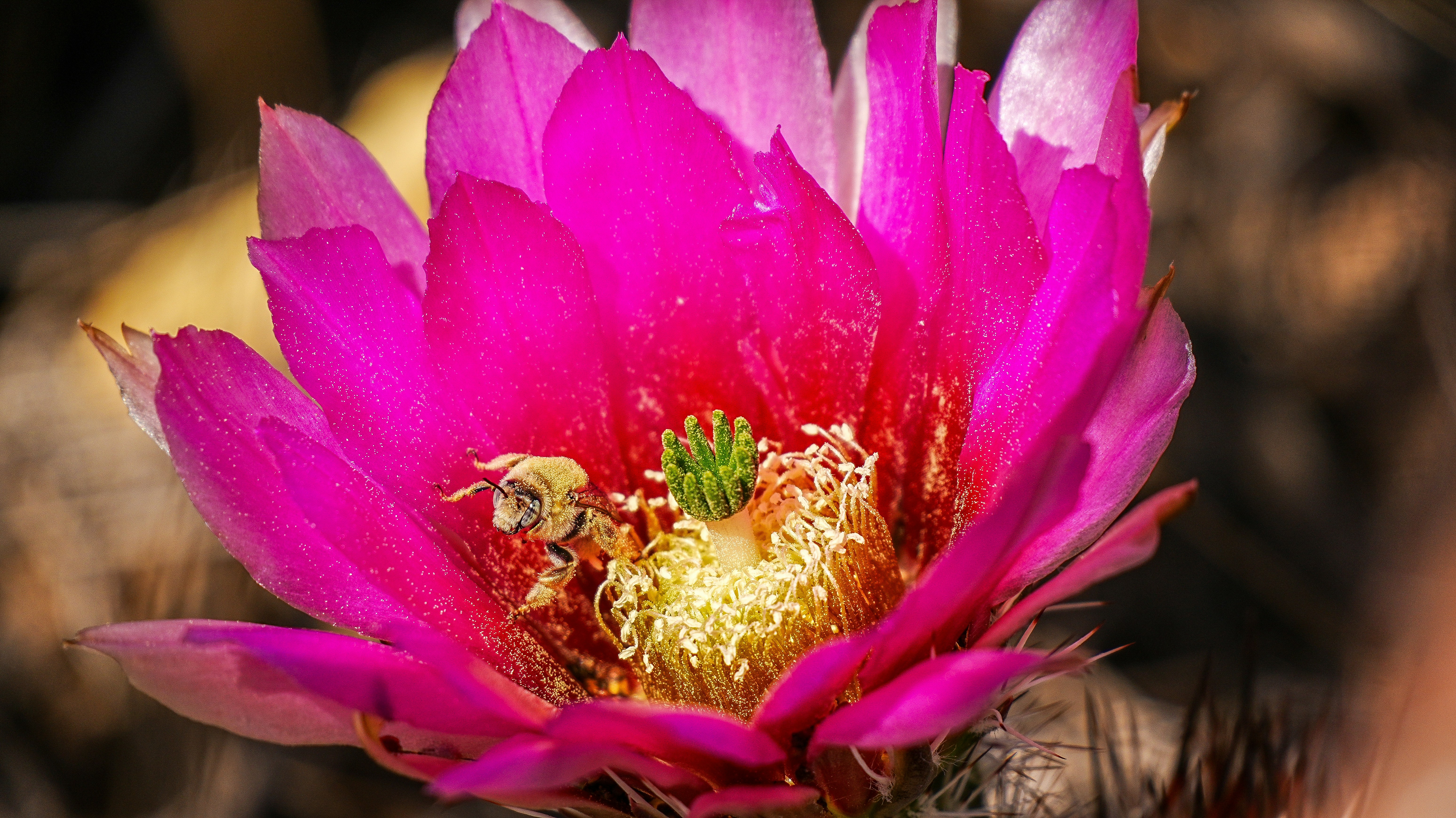 Vivid Bloom: Magenta Petals Framing a Golden Reproductive Core