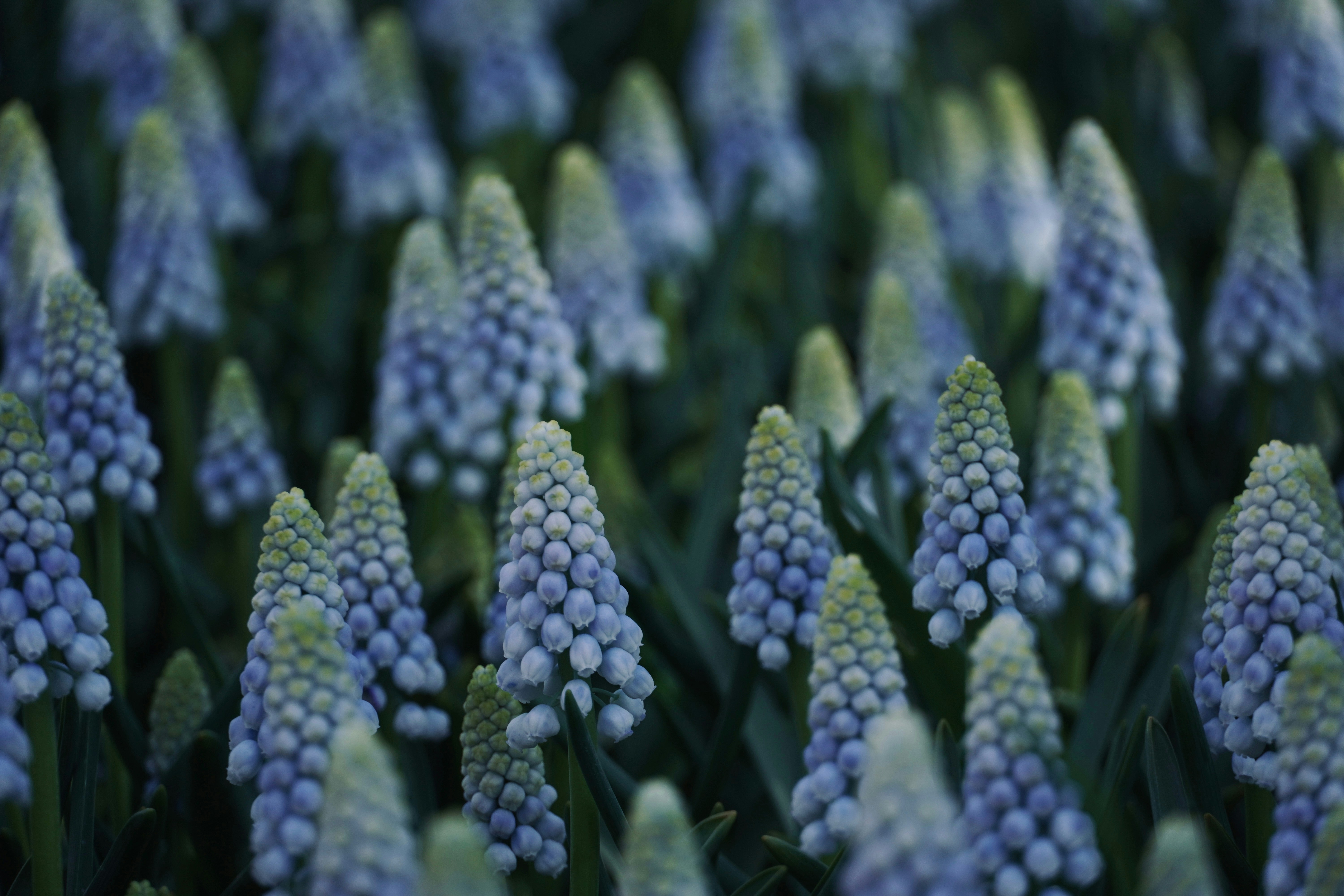 Azure Cones: A Quiet Sea of Muscari in Bloom