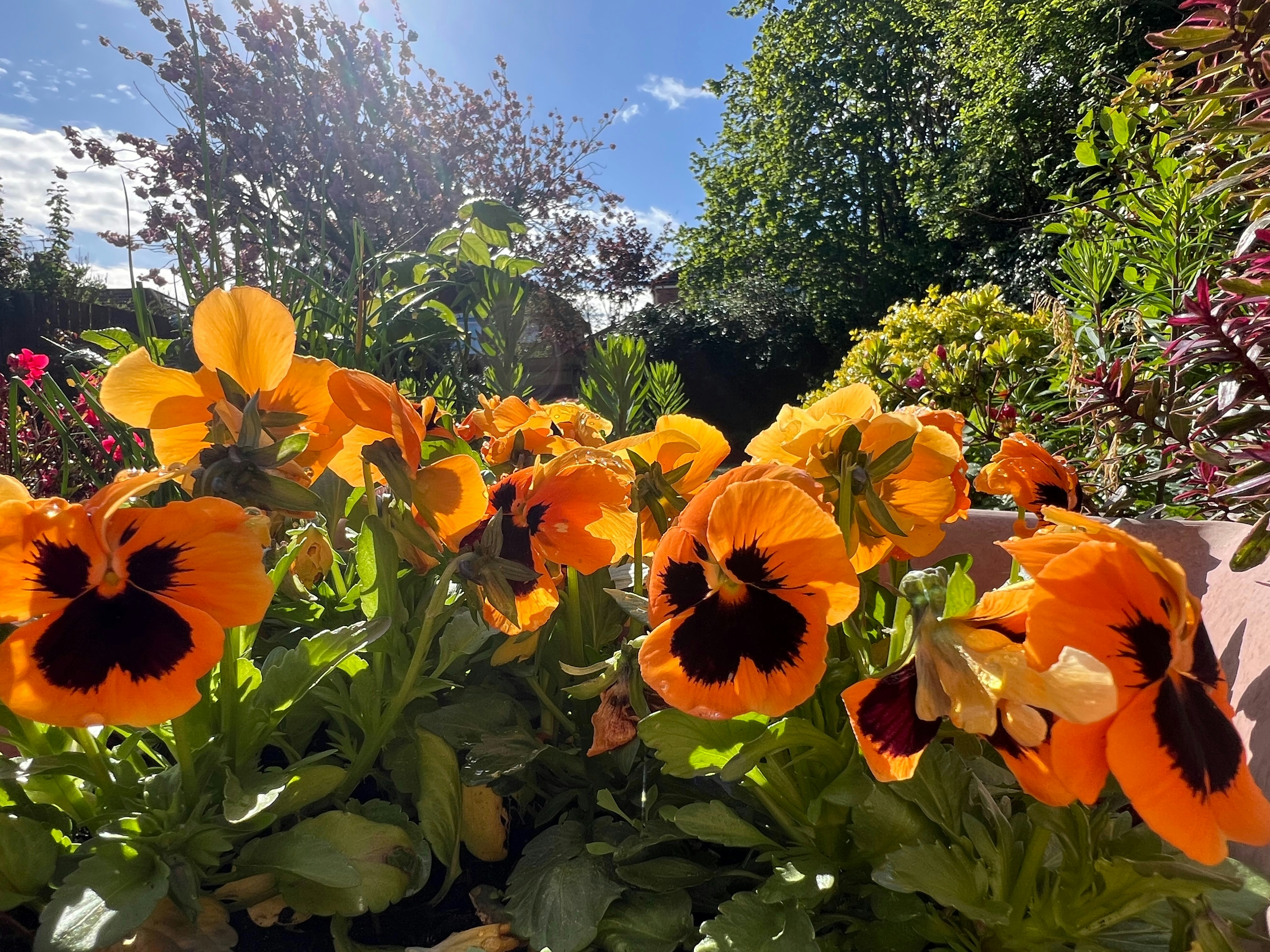 Pansy Flower Pictures | Download Free Images on Unsplash