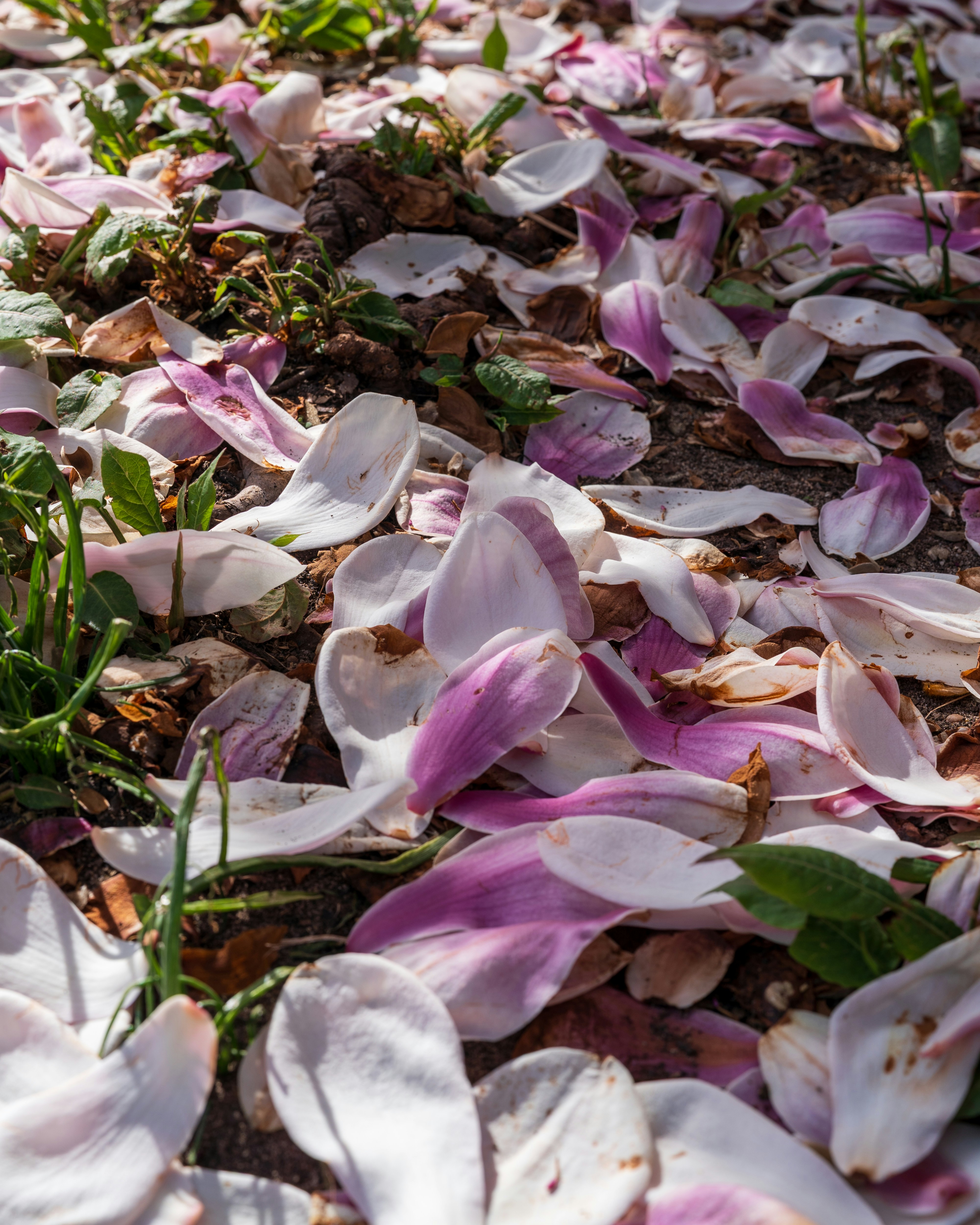 Petals on the Ground: A Quiet Garden Bed of Pink and White Bloom Fragments