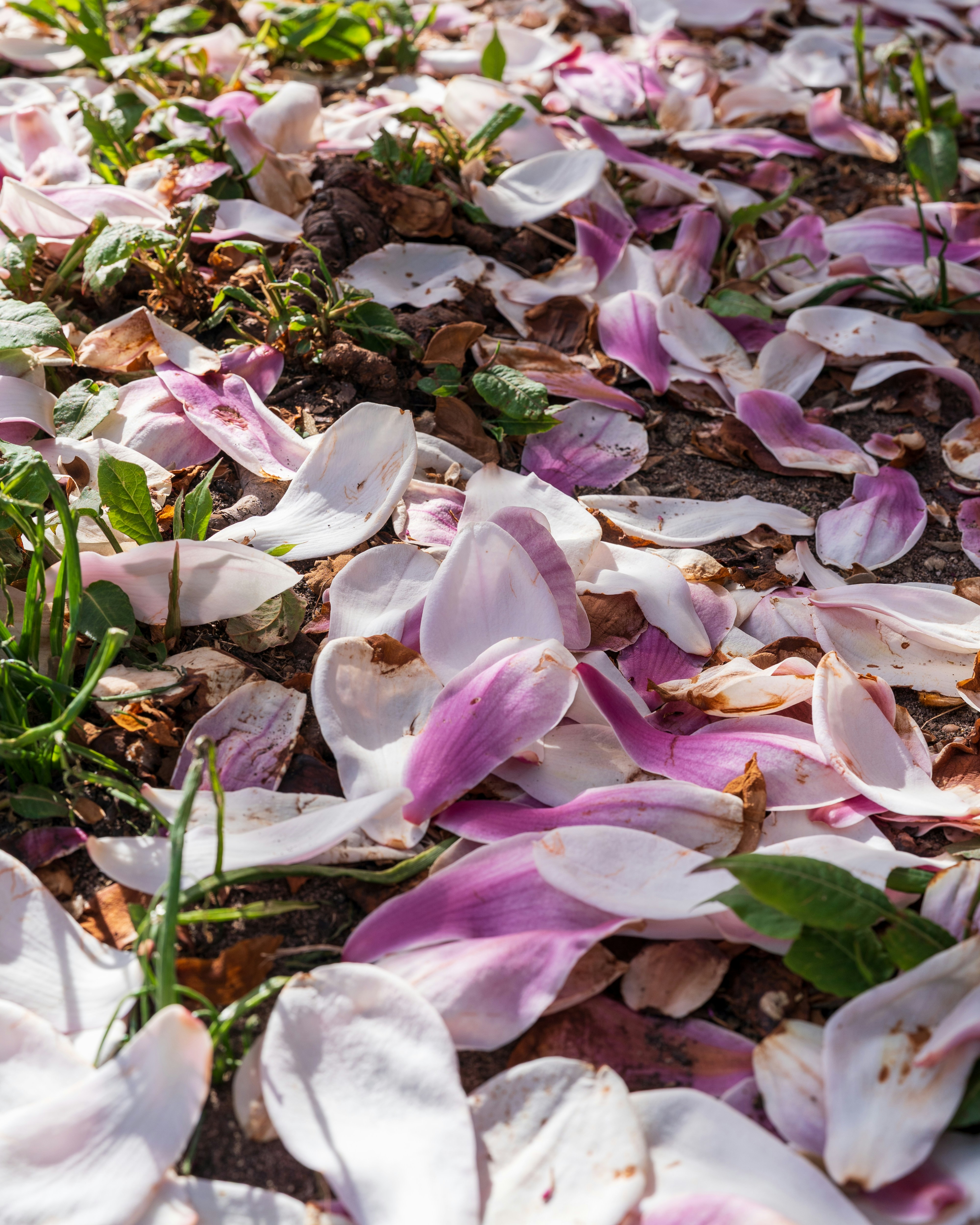 Fallen pink and white petals cover the ground.