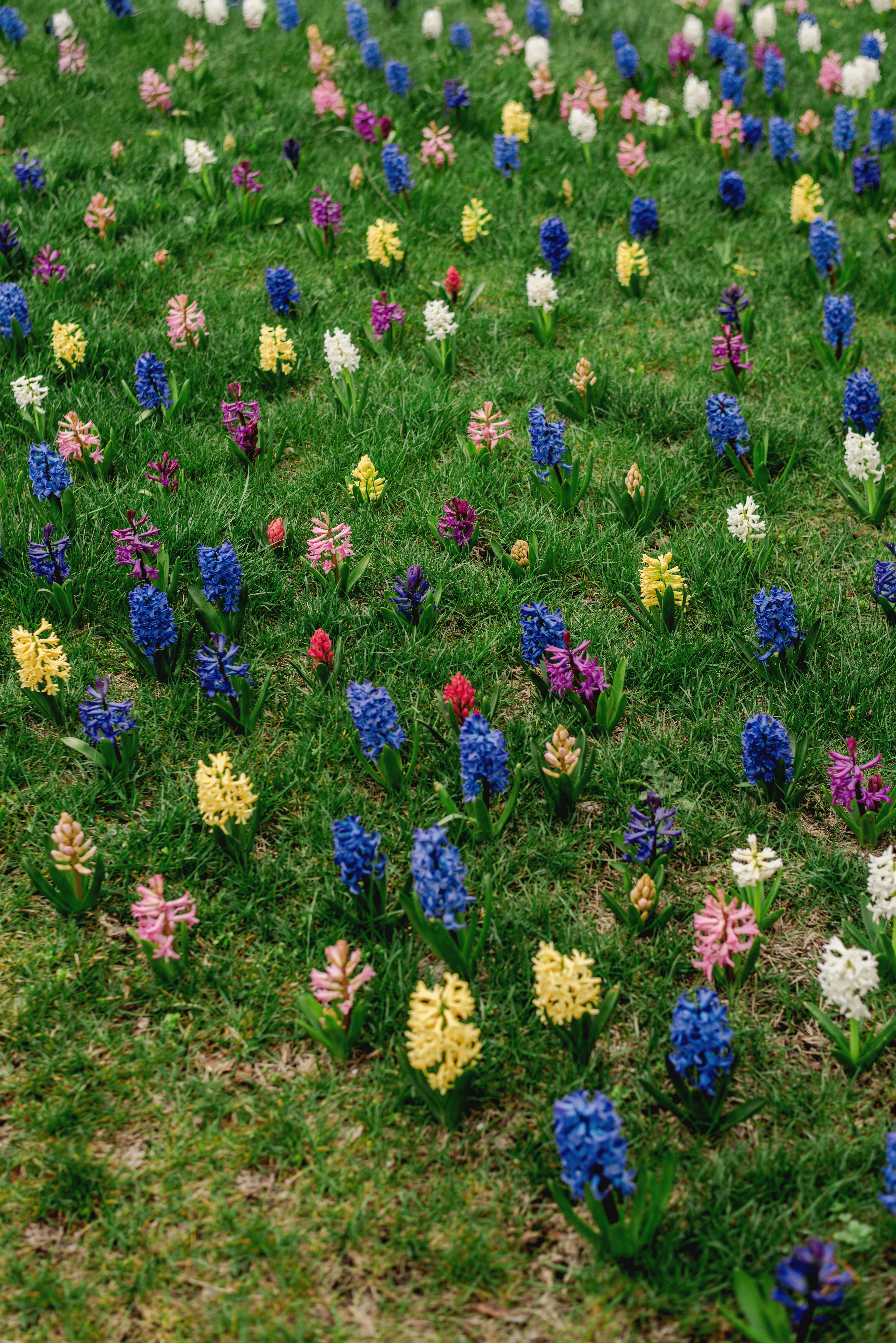 Field of Chromatic Hyacinths: A Carpet of Spring Colors