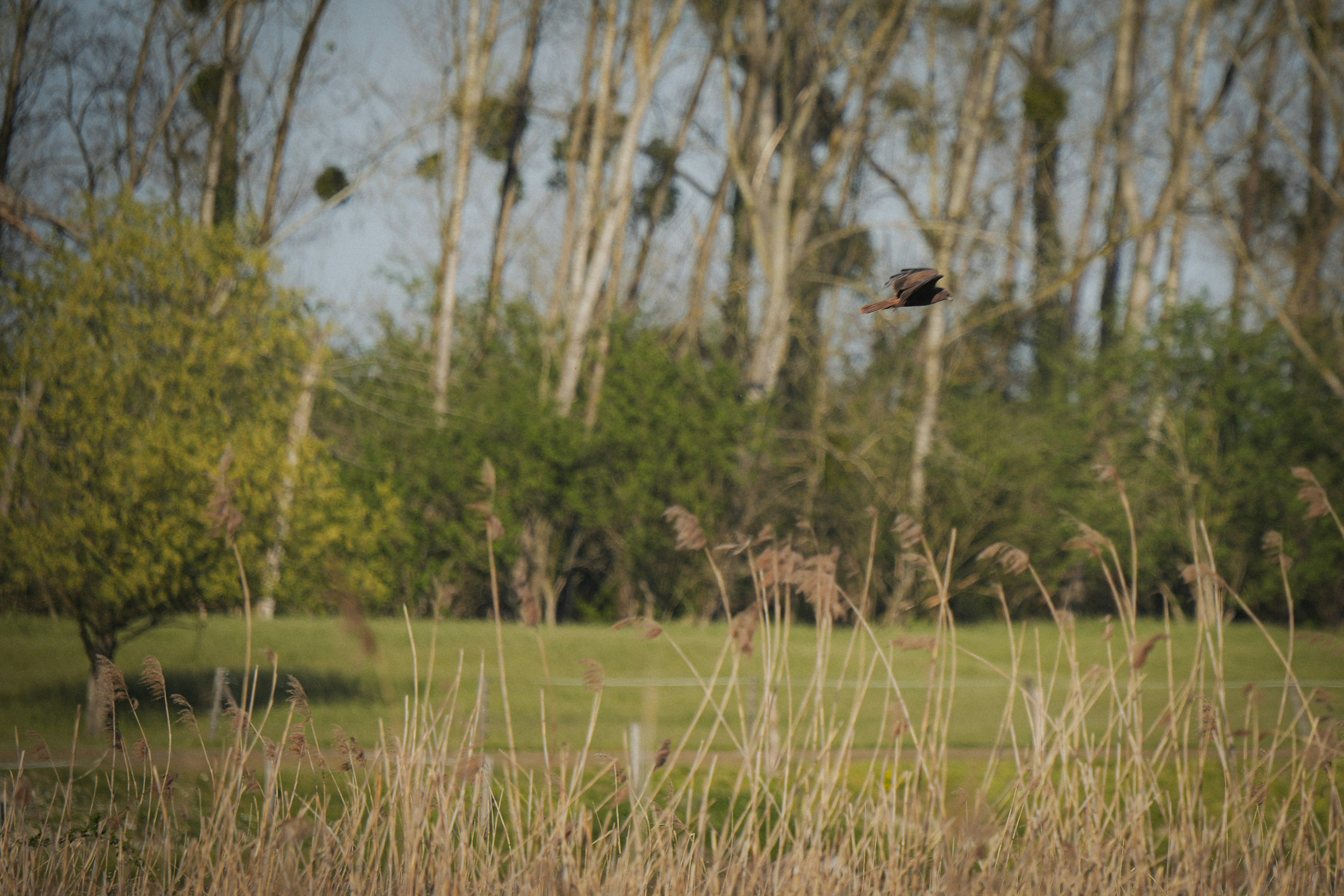 Glide Through the Grasses: A Bird in Flight Over a Quiet Park Meadow