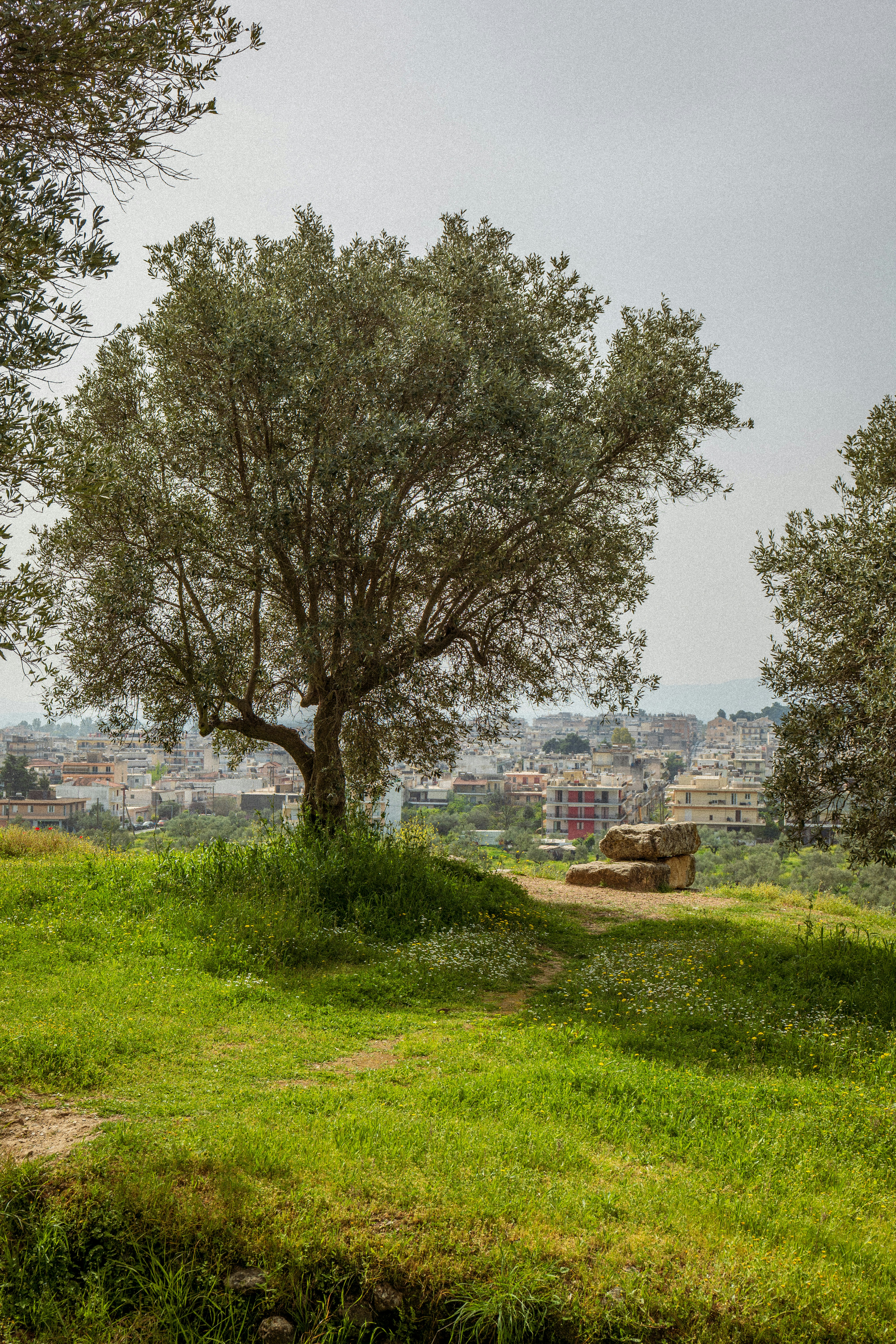  lone olive tree overlooking a quiet hillside with distant town