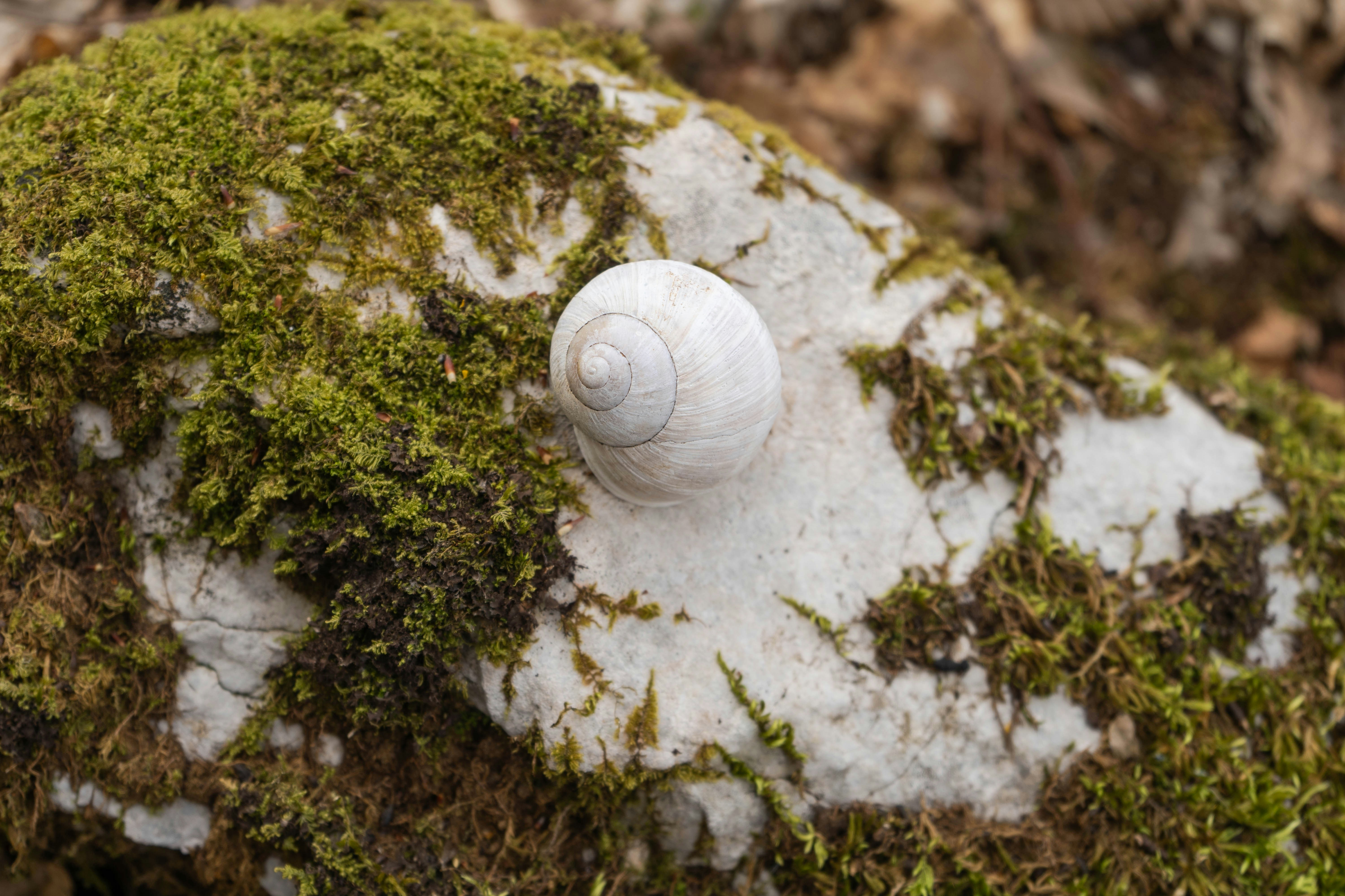 Spiral on Stone: A Quiet Moss-Covered Moment