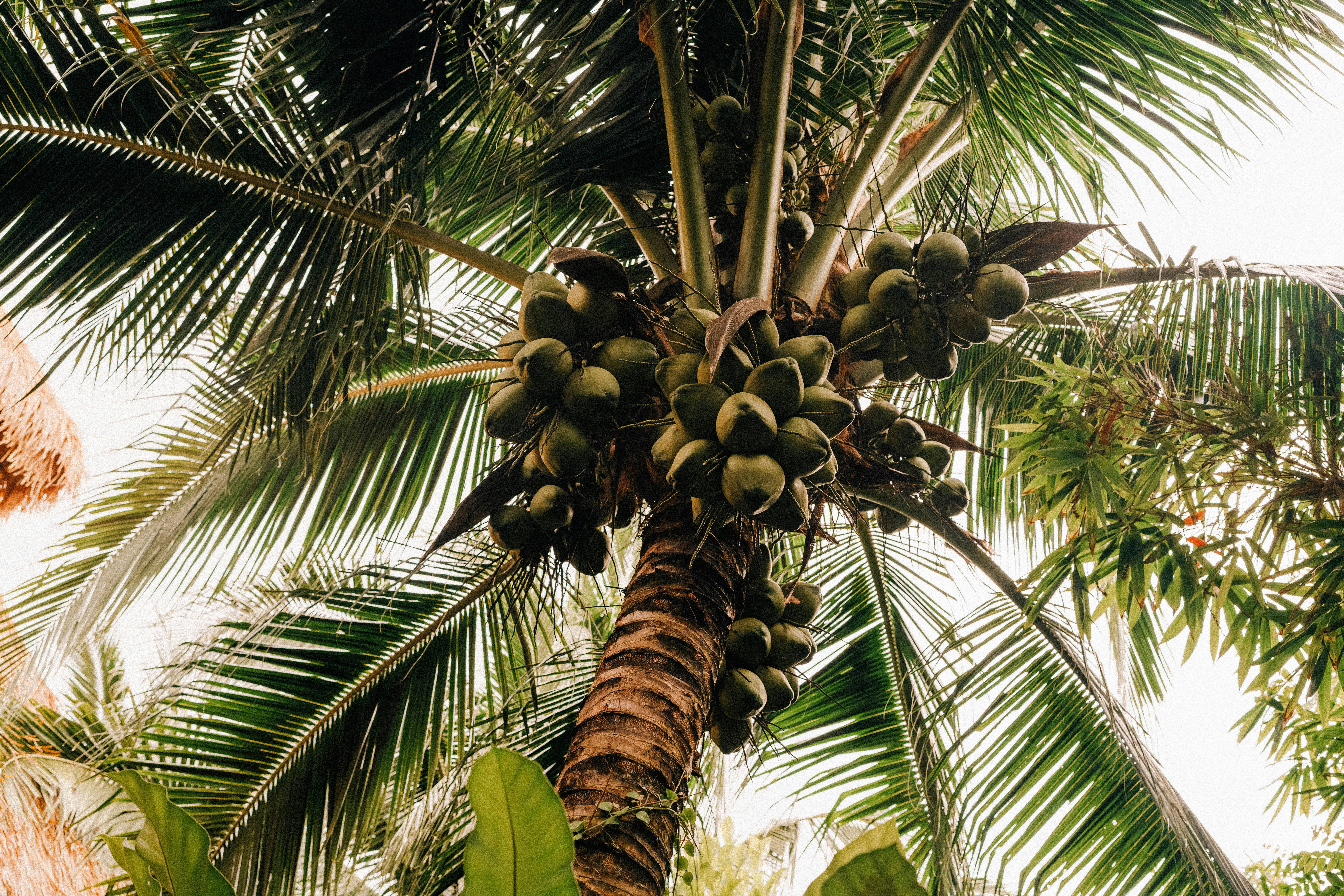 A coconut tree is full of green coconuts. photo – Free Food Image on ...