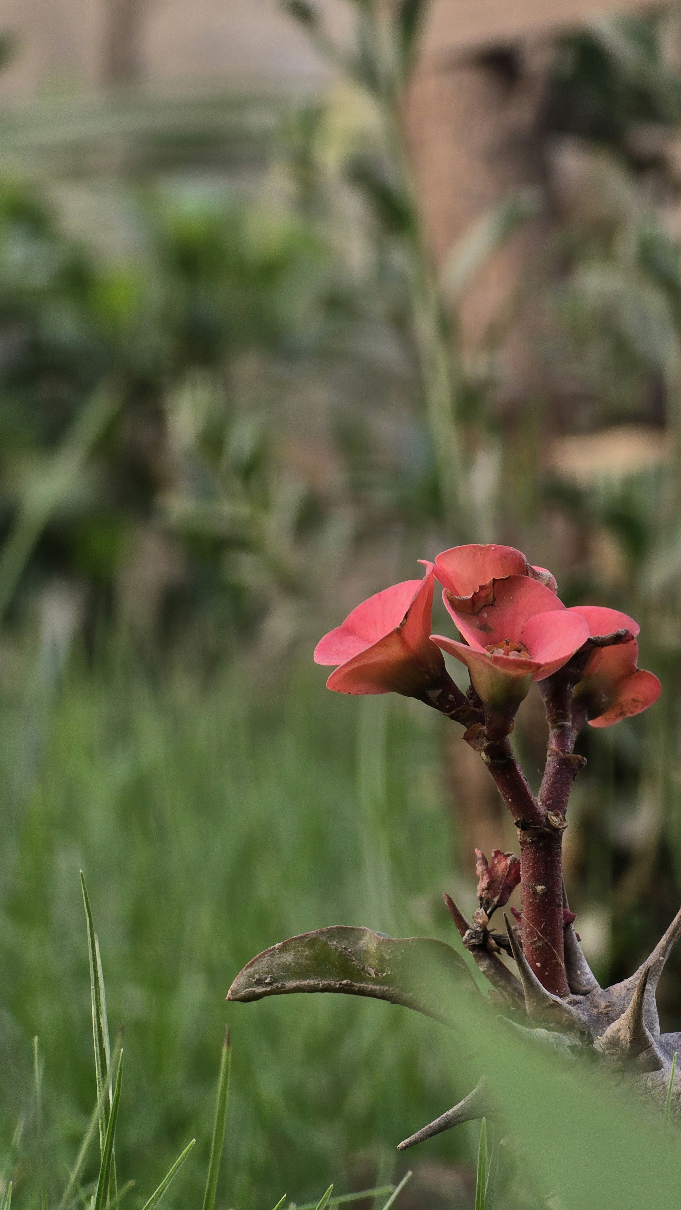 Rosebud Sentinel: A Crimson Bloom Amid Misted Greens