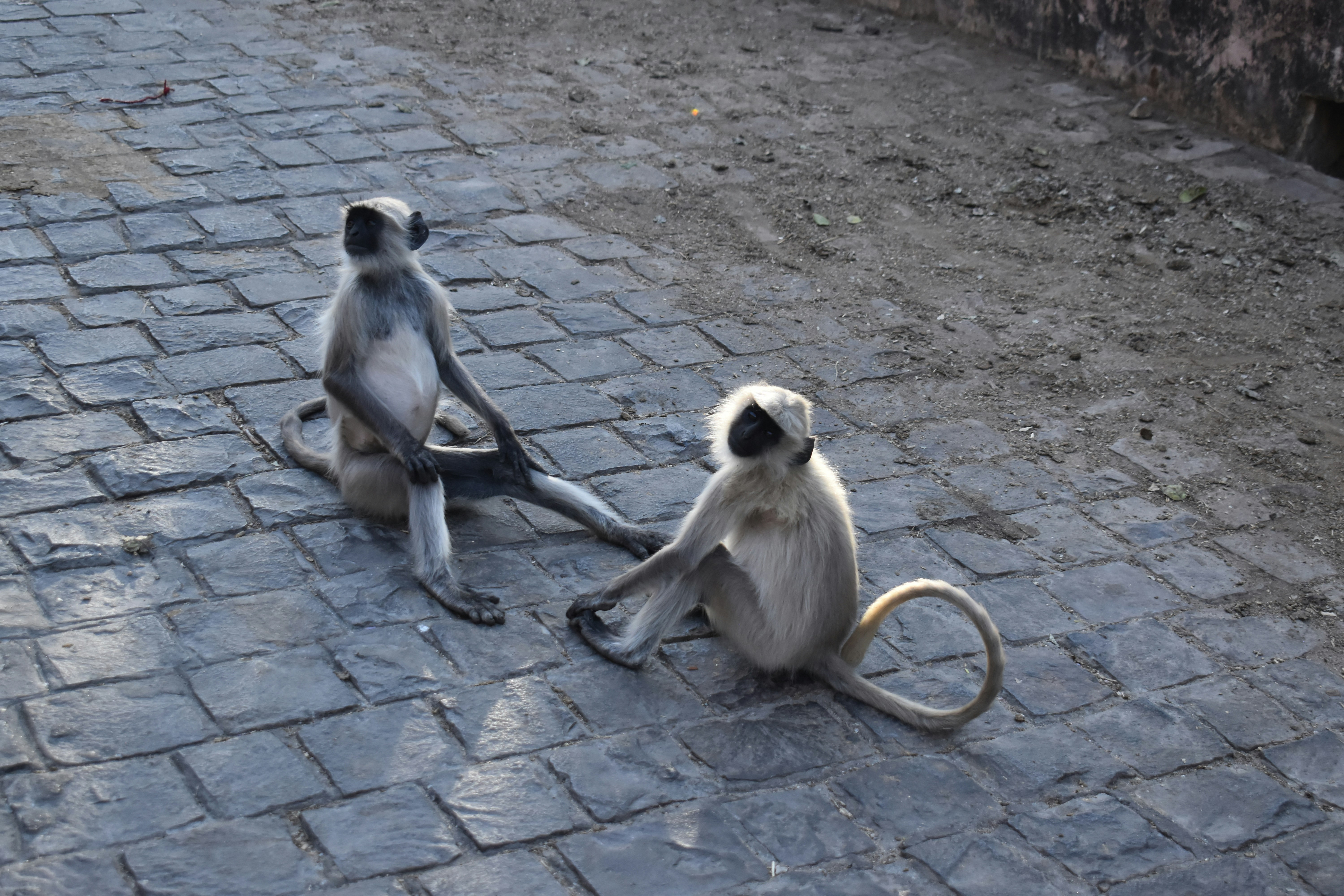 Two monkeys are sitting on a brick path. photo – Free Animal Image on ...