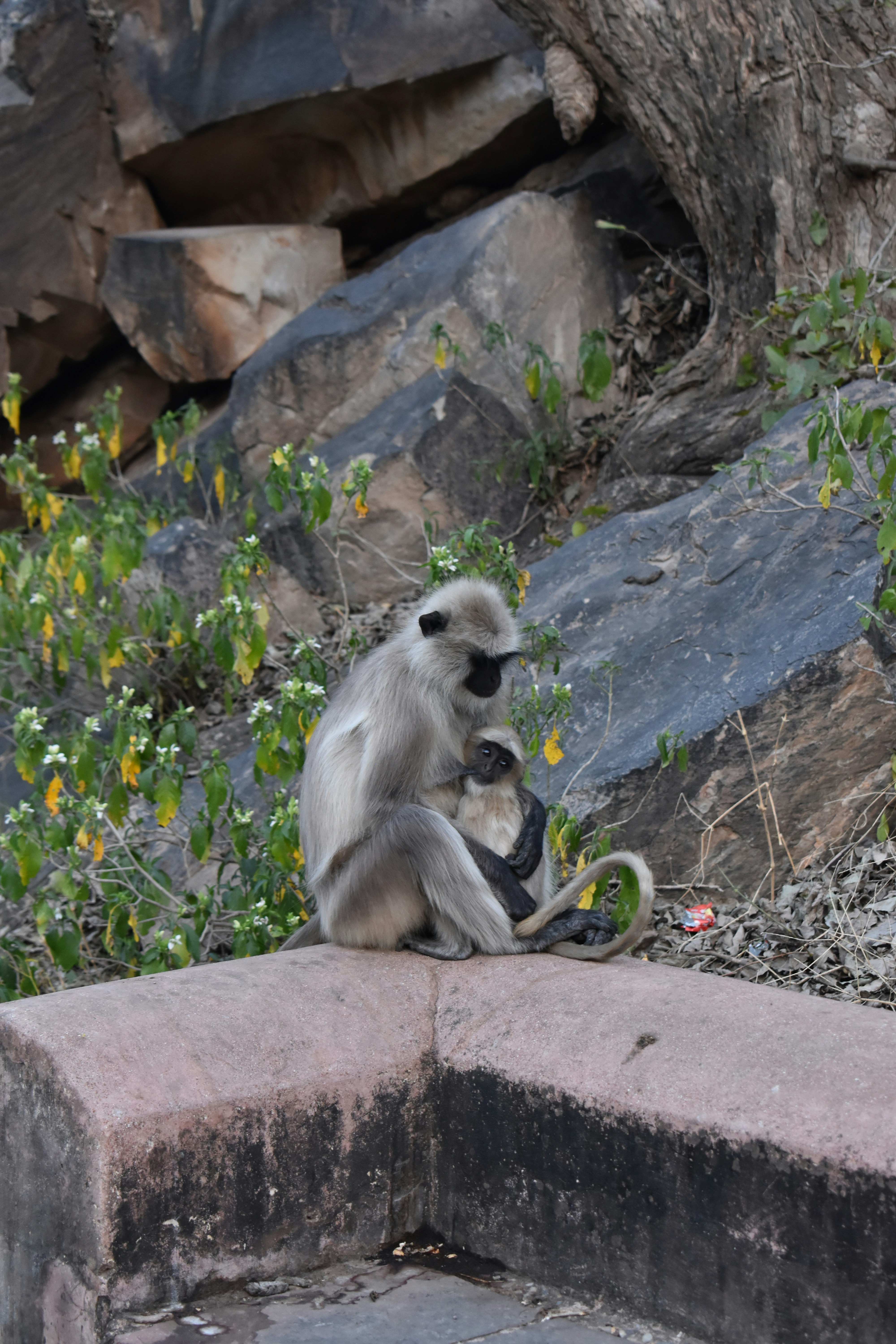 Mamá mono acurruca a su bebé en las rocas. foto – Imagen de Animal ...