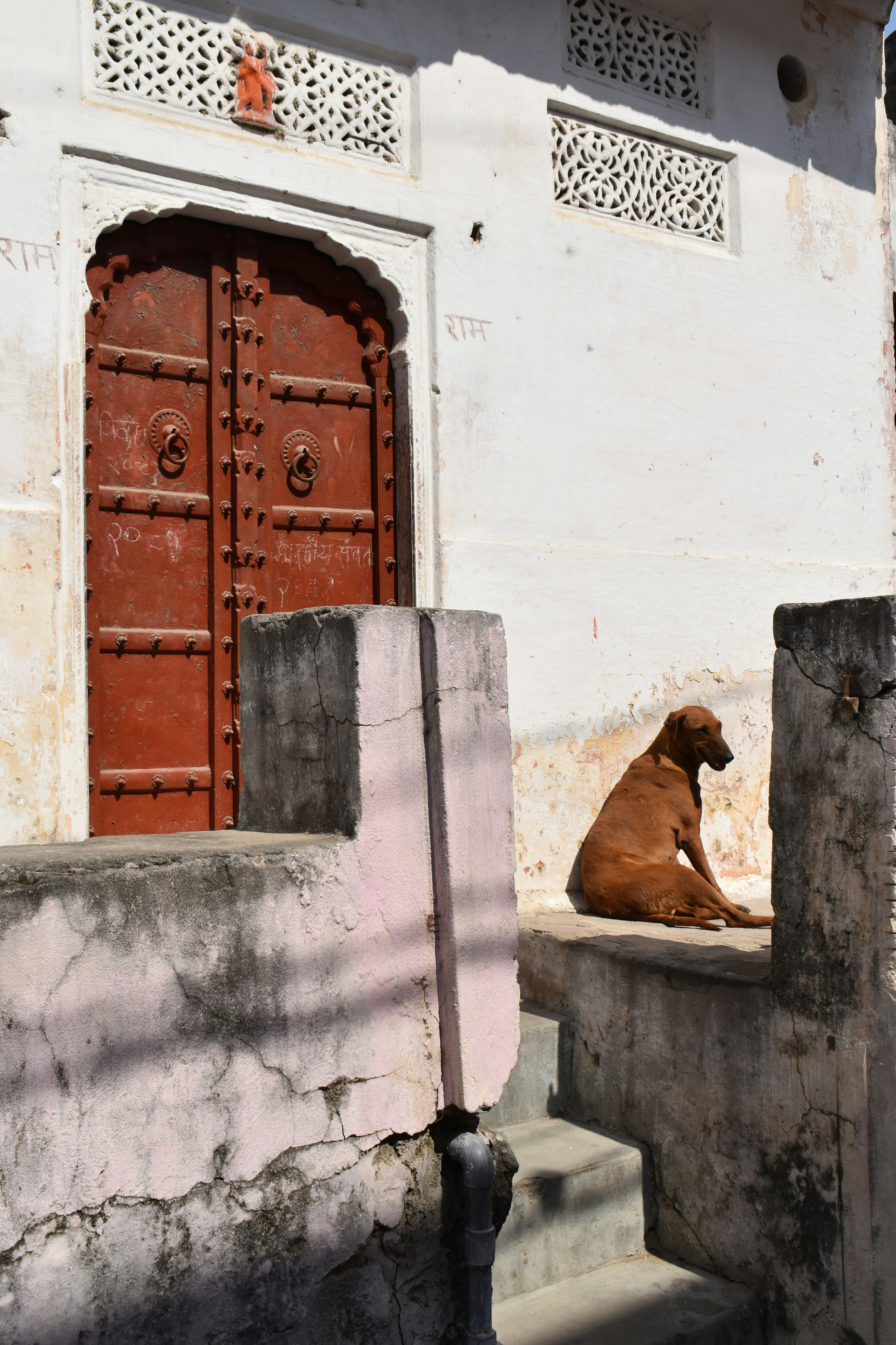 Brown Hound at the Threshold: A Quiet Sentinel by a Weathered Door