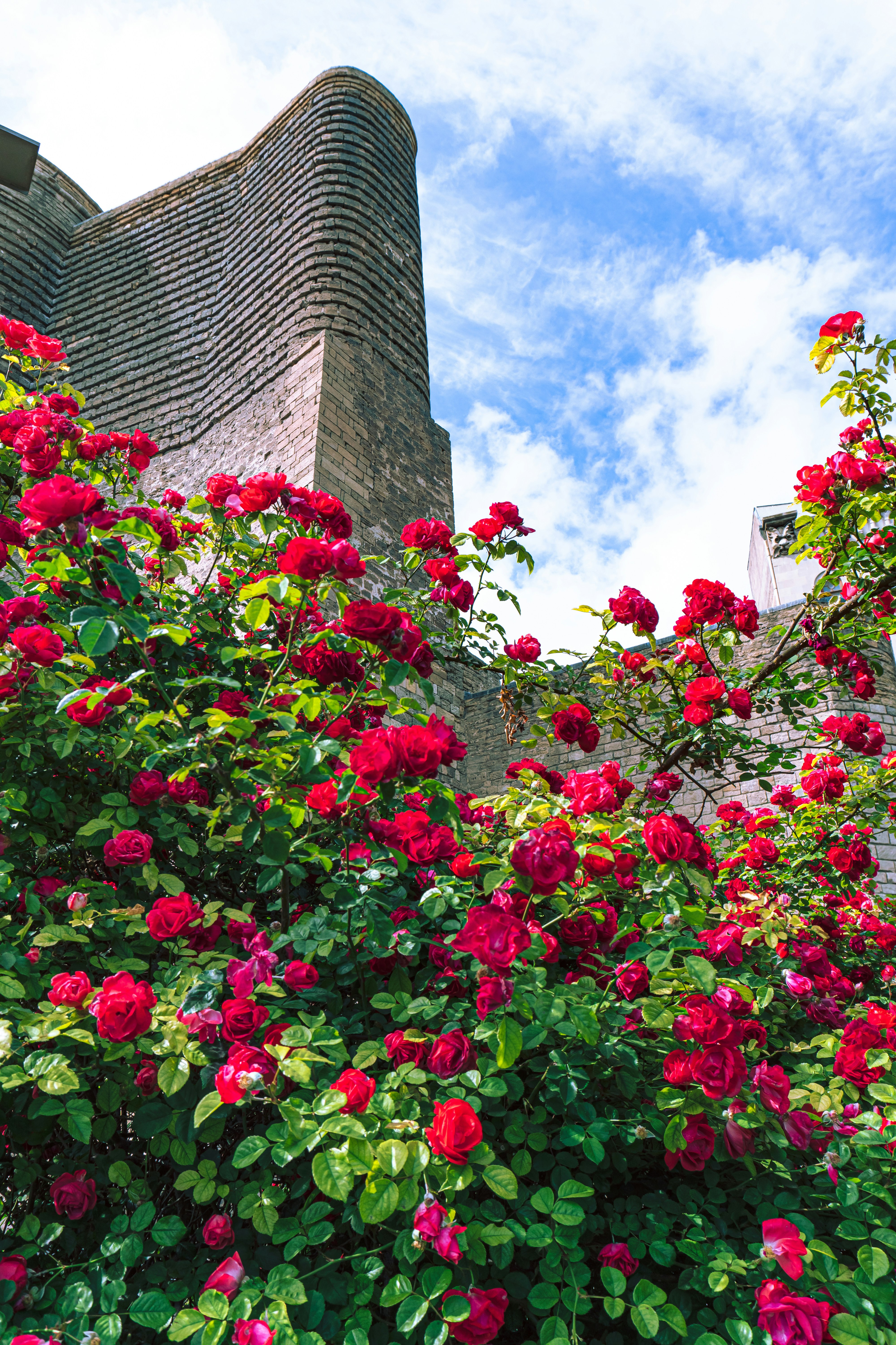 Red roses bloom before a stone tower. photo – Free Flower Image on Unsplash