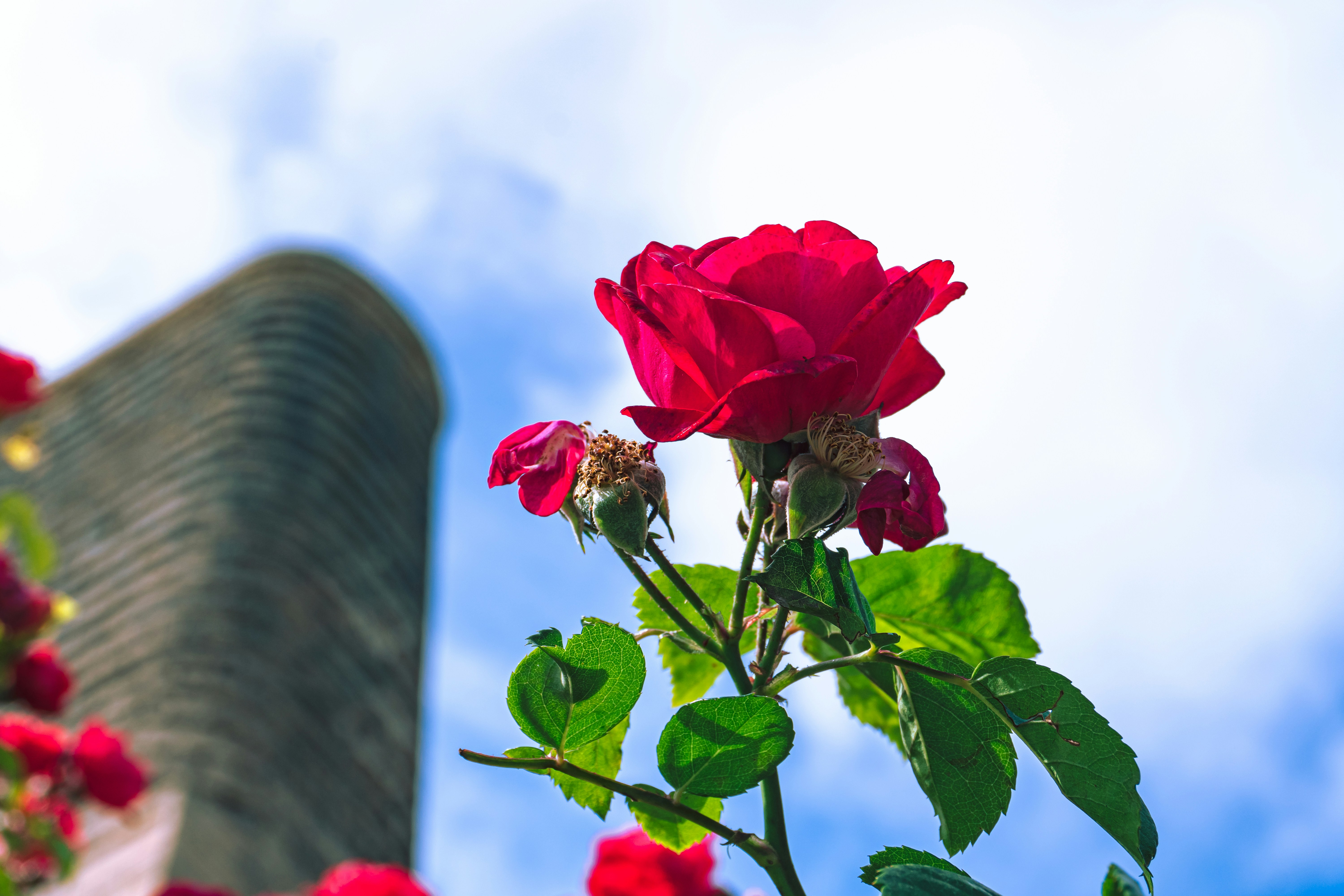 A beautiful red rose blooms against a tower. photo – Free Flower Image ...