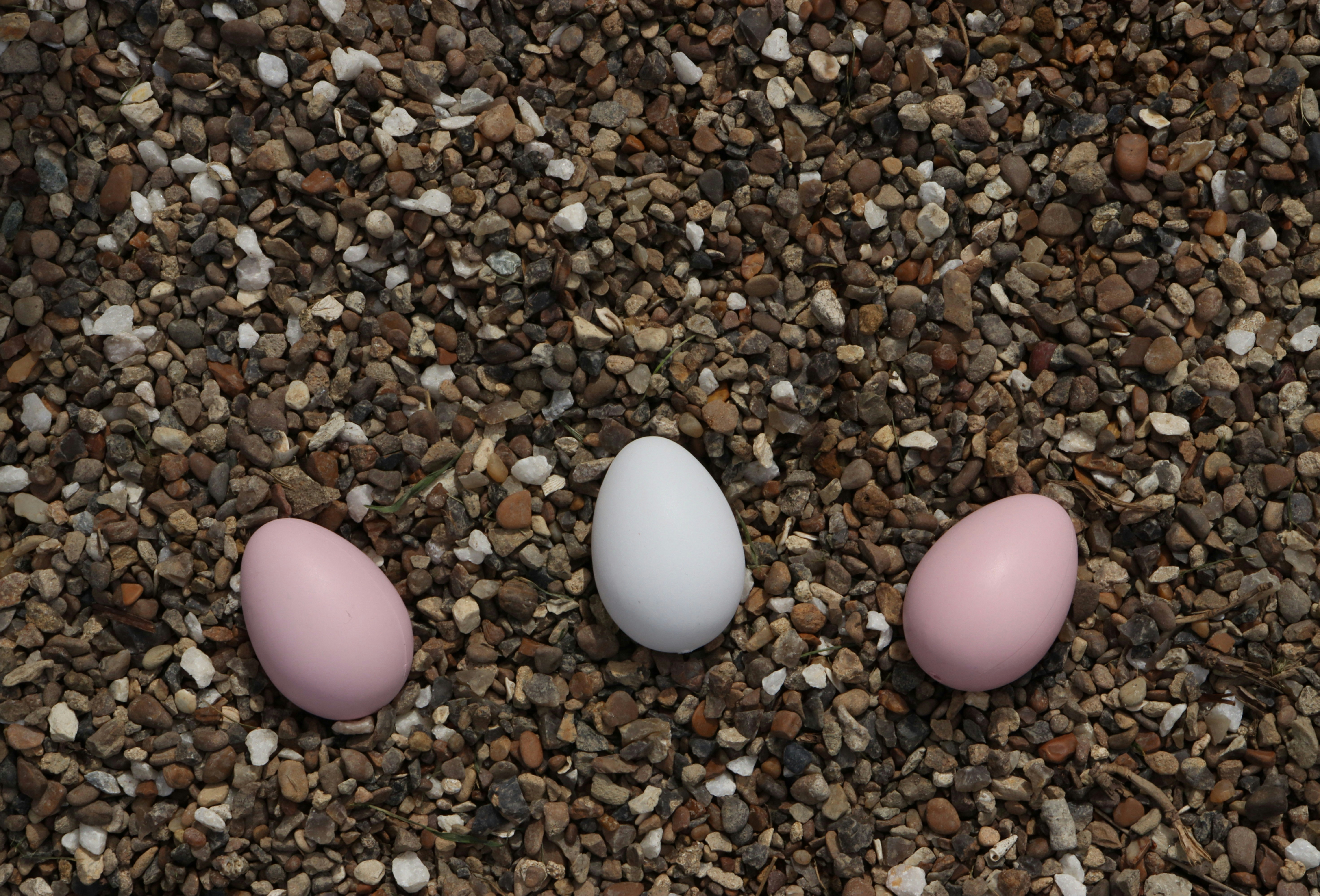 Three eggs rest on a bed of pebbles. photo – Free Easter Image on Unsplash