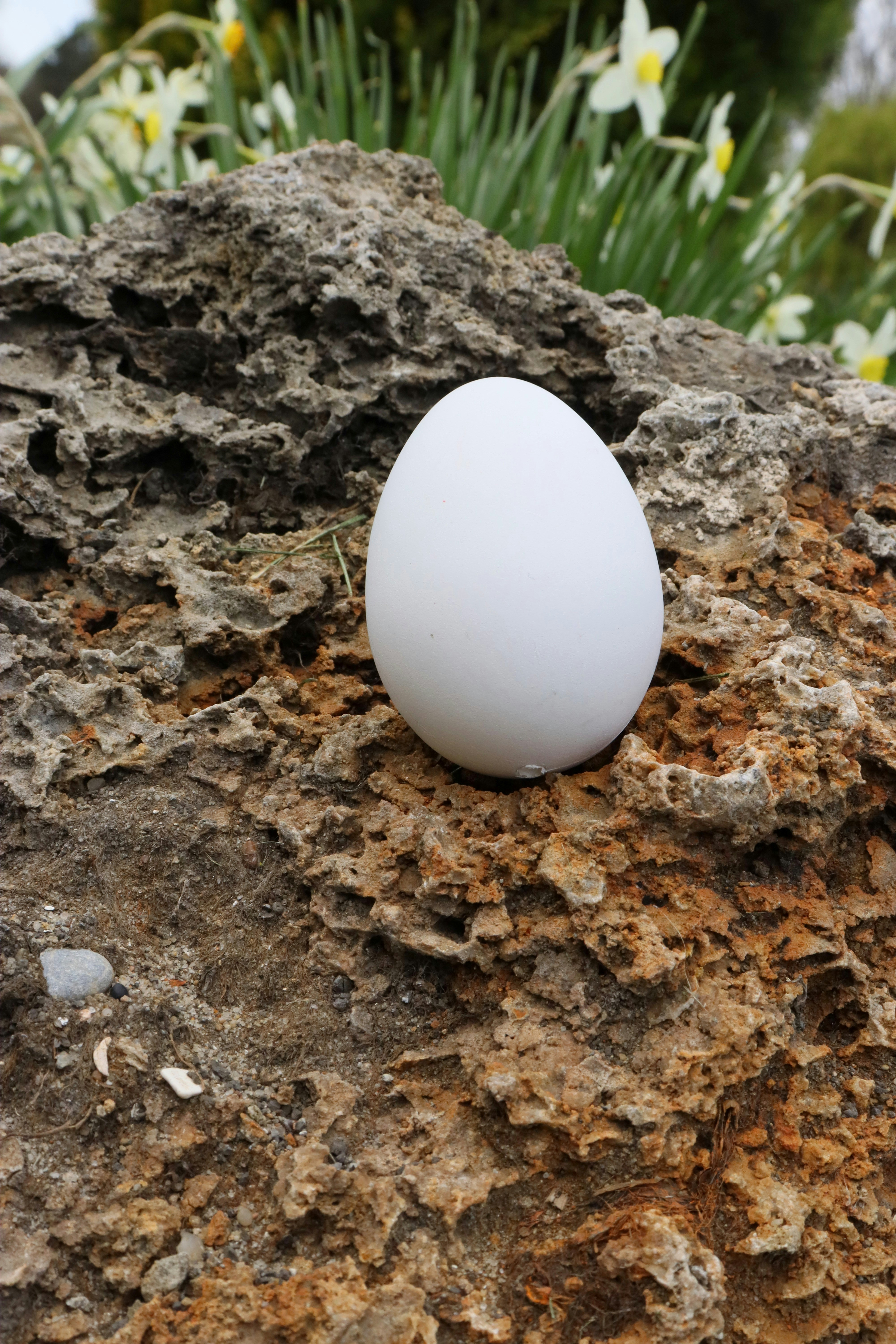 A white egg rests on a rough rock. photo – Free Easter Image on Unsplash