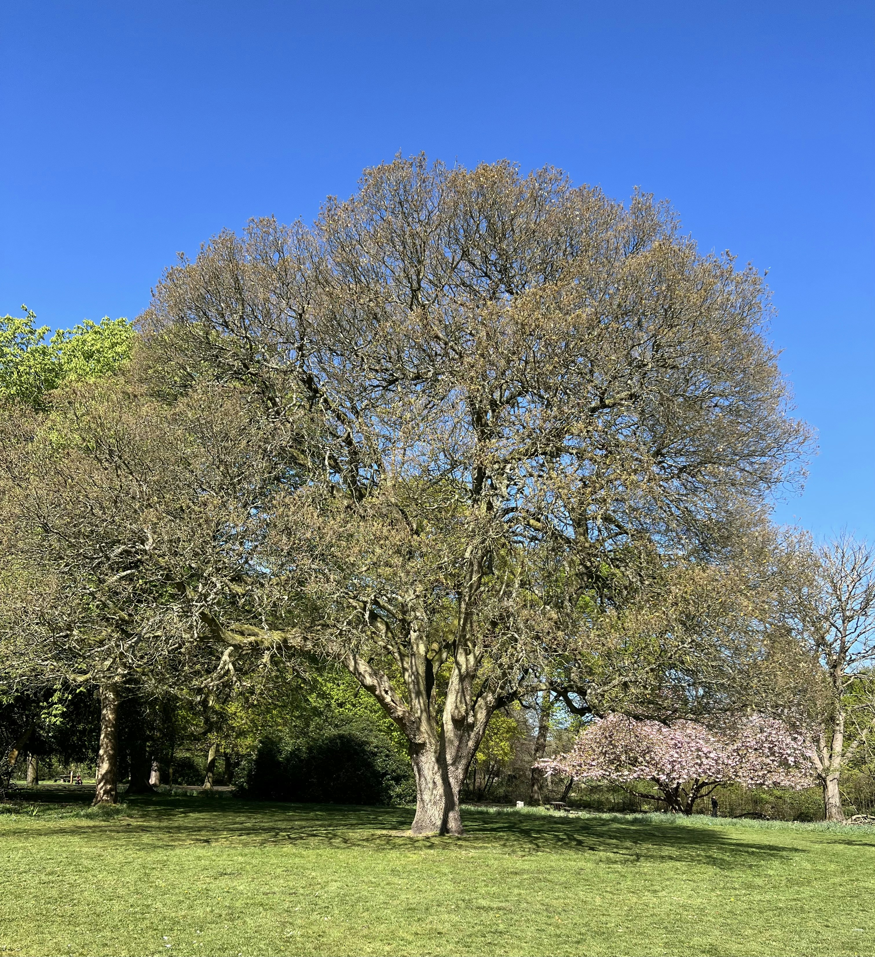 A large tree stands under a brilliant blue sky. photo – Free Trees ...
