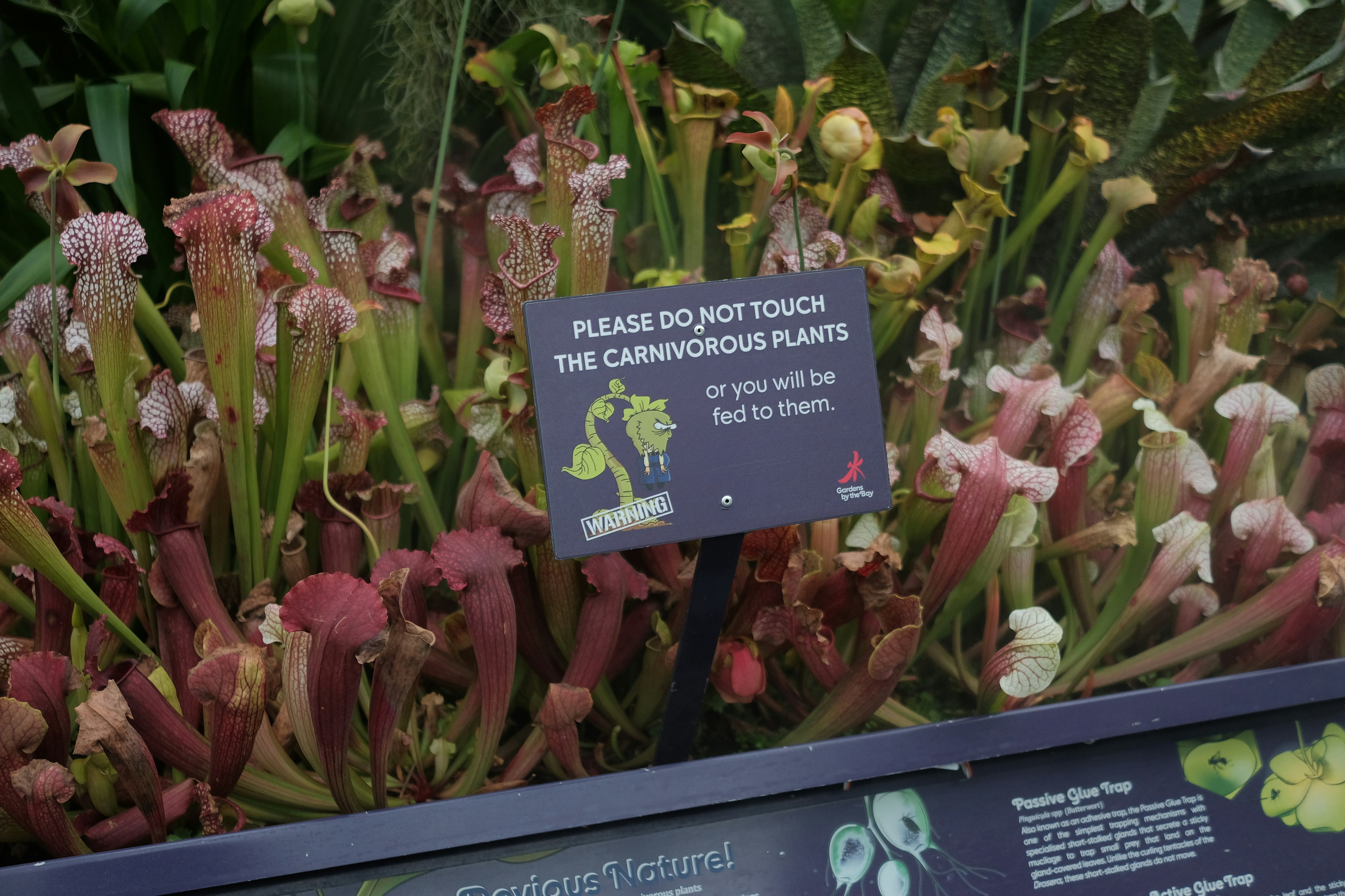 Guardians at the Carnivorous Border: A Signpost Among Pitcher Plants