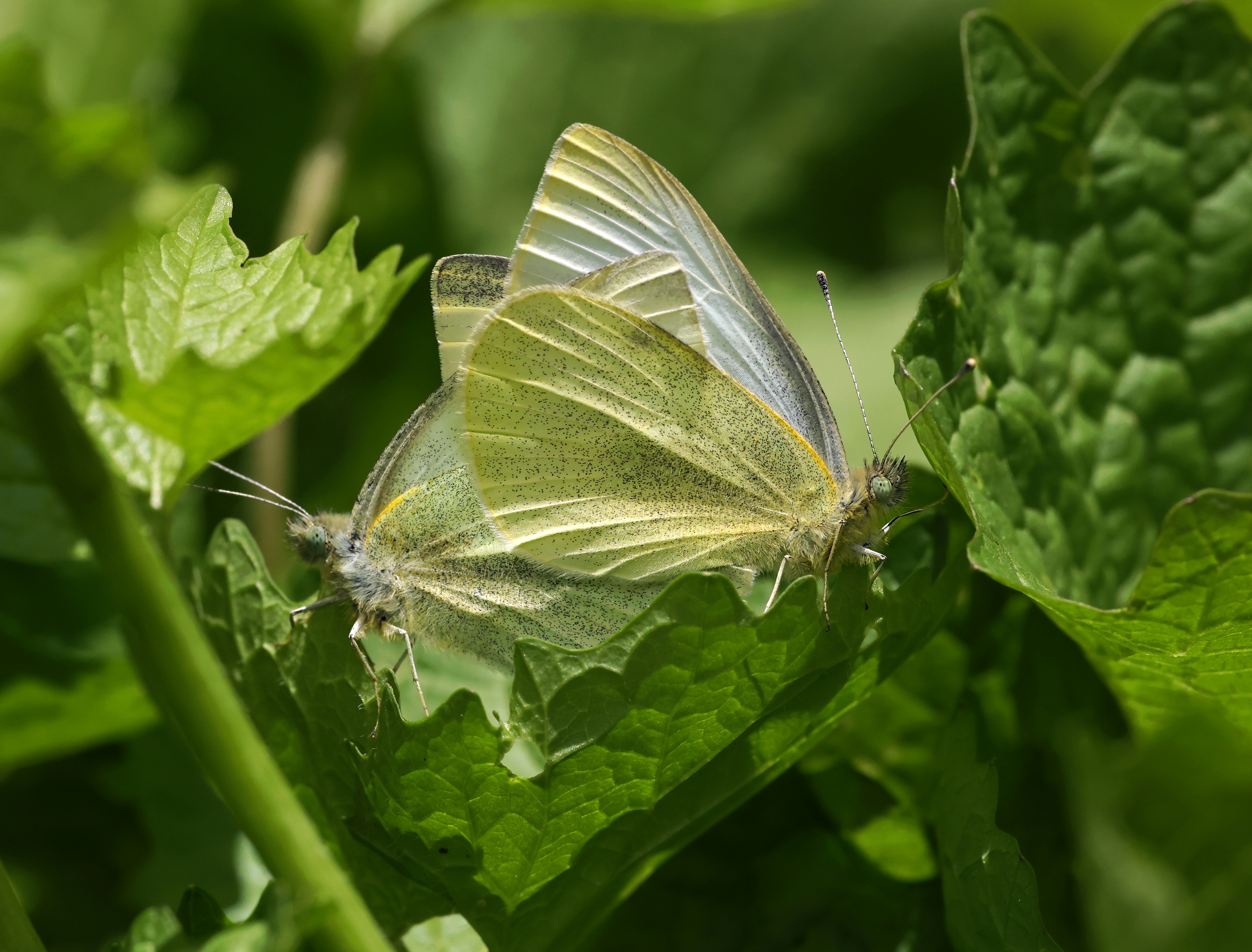 Duet on a Green Leaf: Pale Yellow Butterflies at Rest