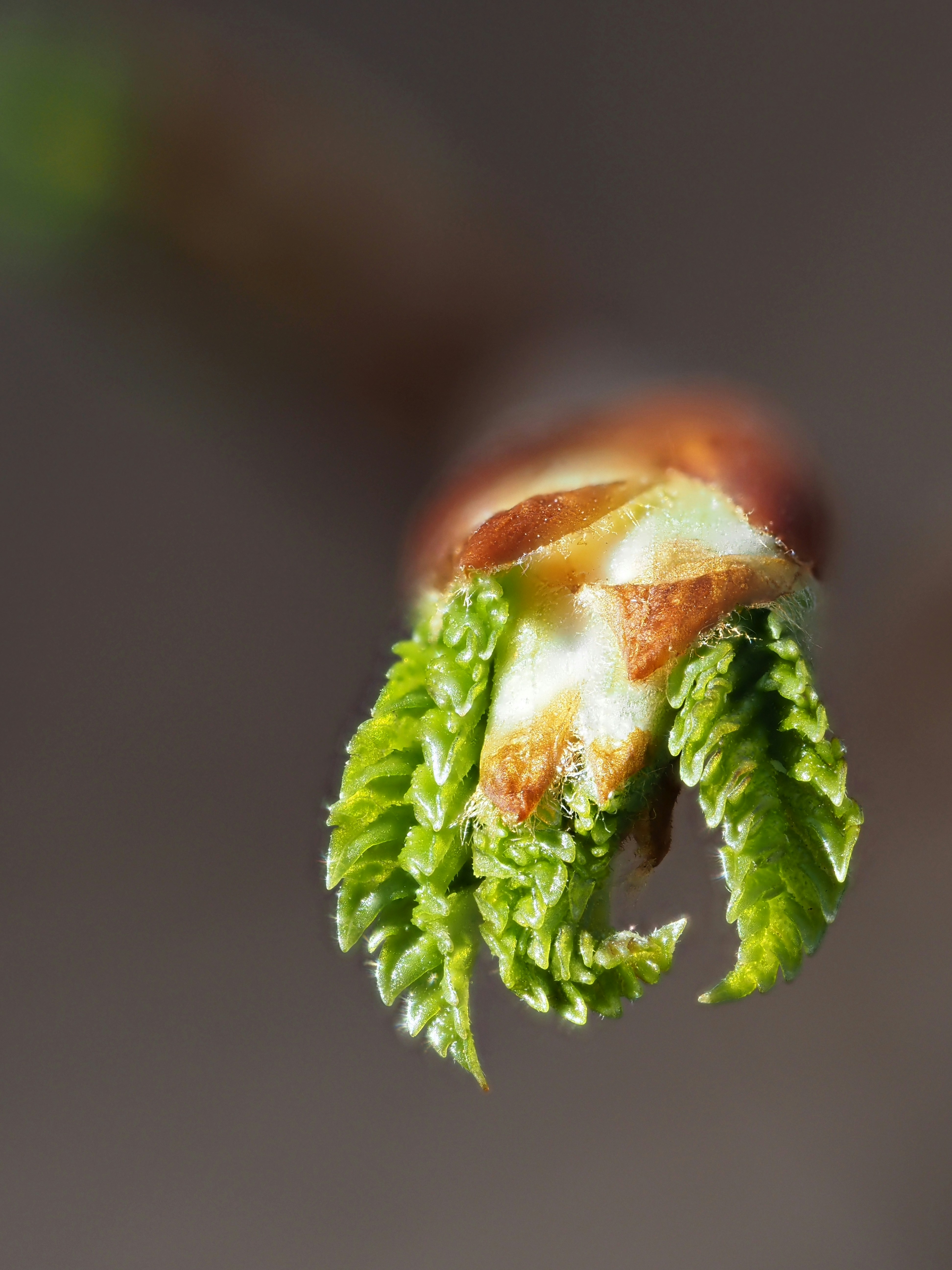 Emerging green leaves from a budding branch. photo – Free Green Image ...