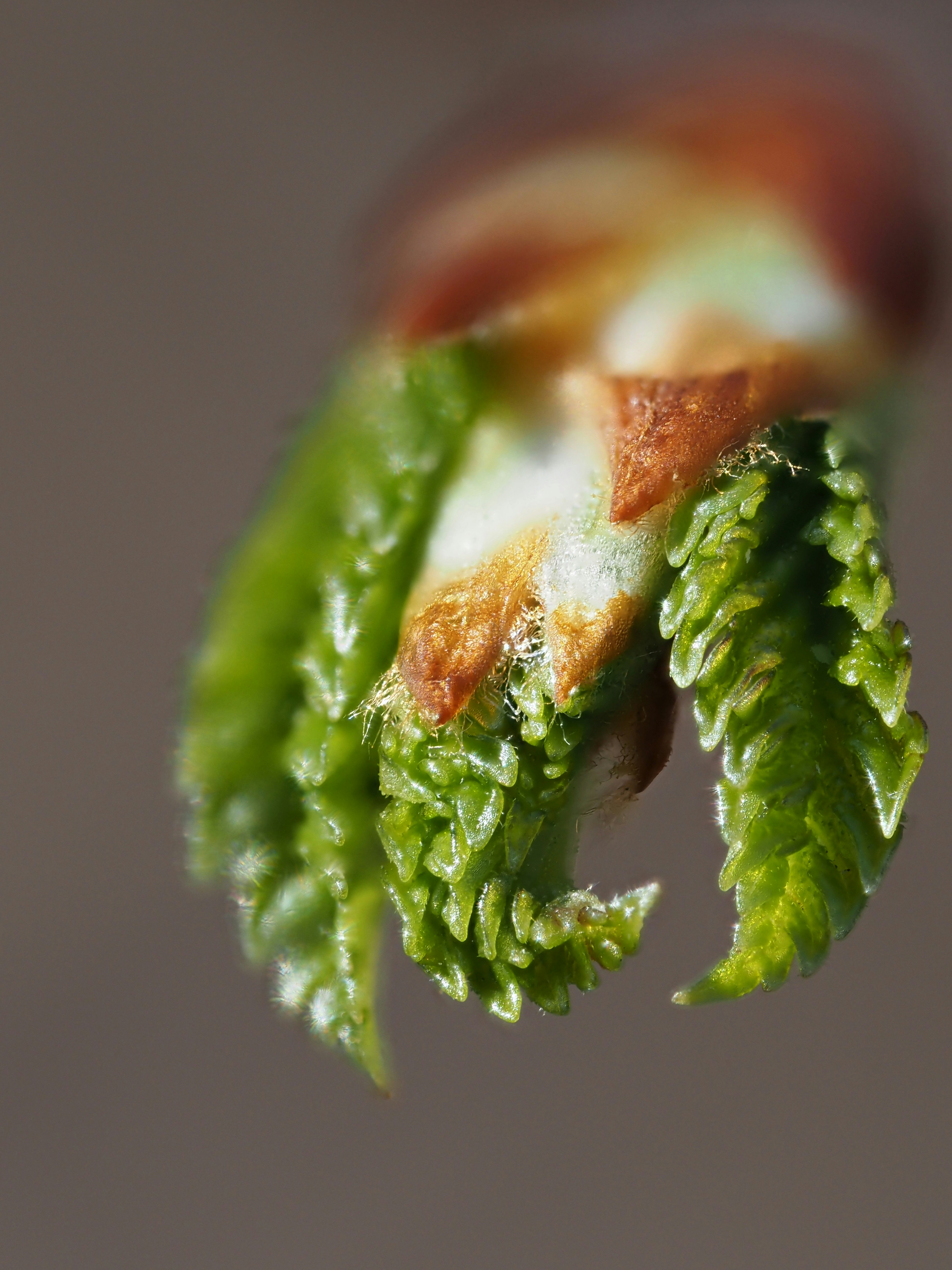 Emerging Life: The Green Awakening