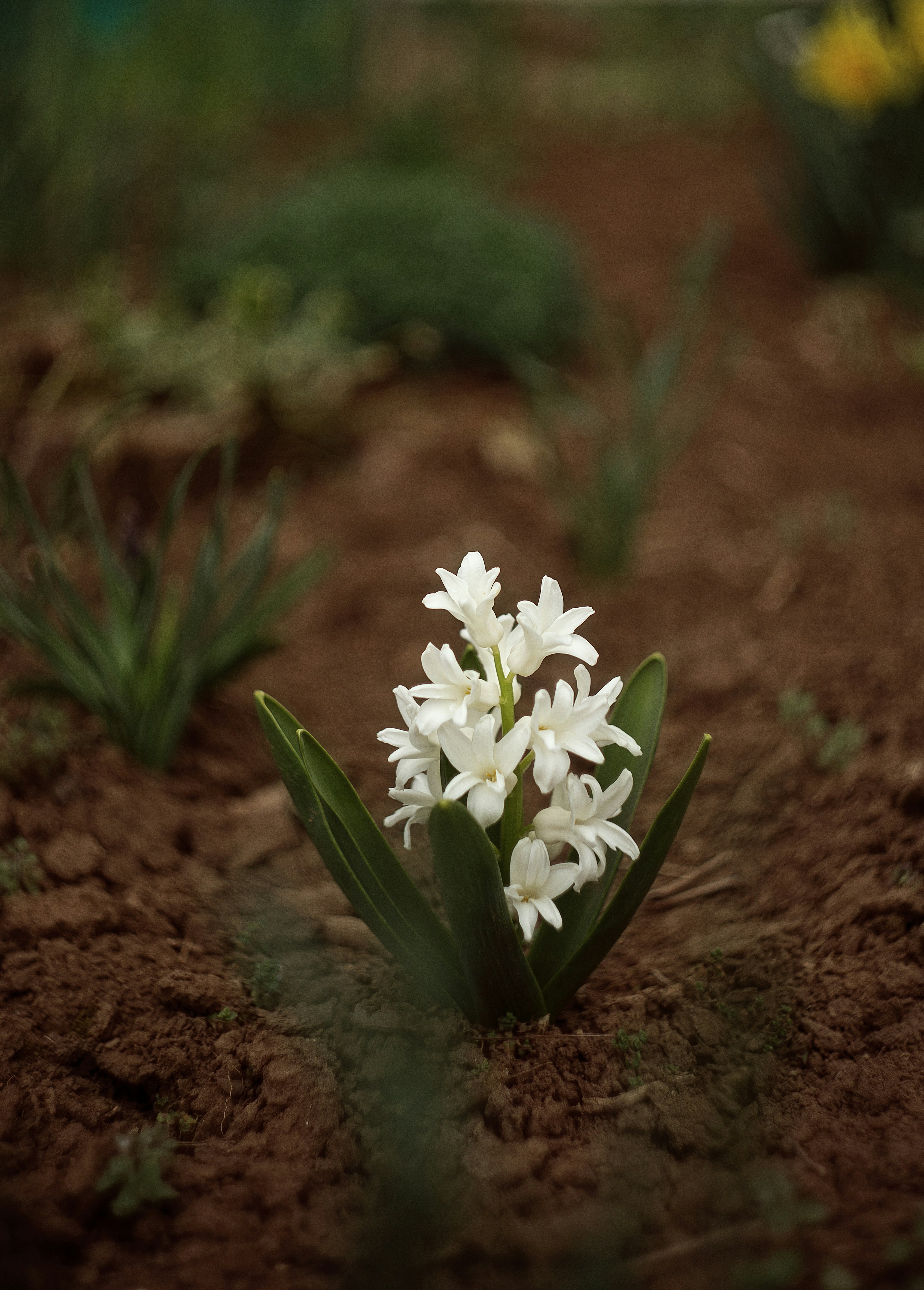 A white hyacinth blooms in rich, brown soil. photo – Free Flowers Image ...