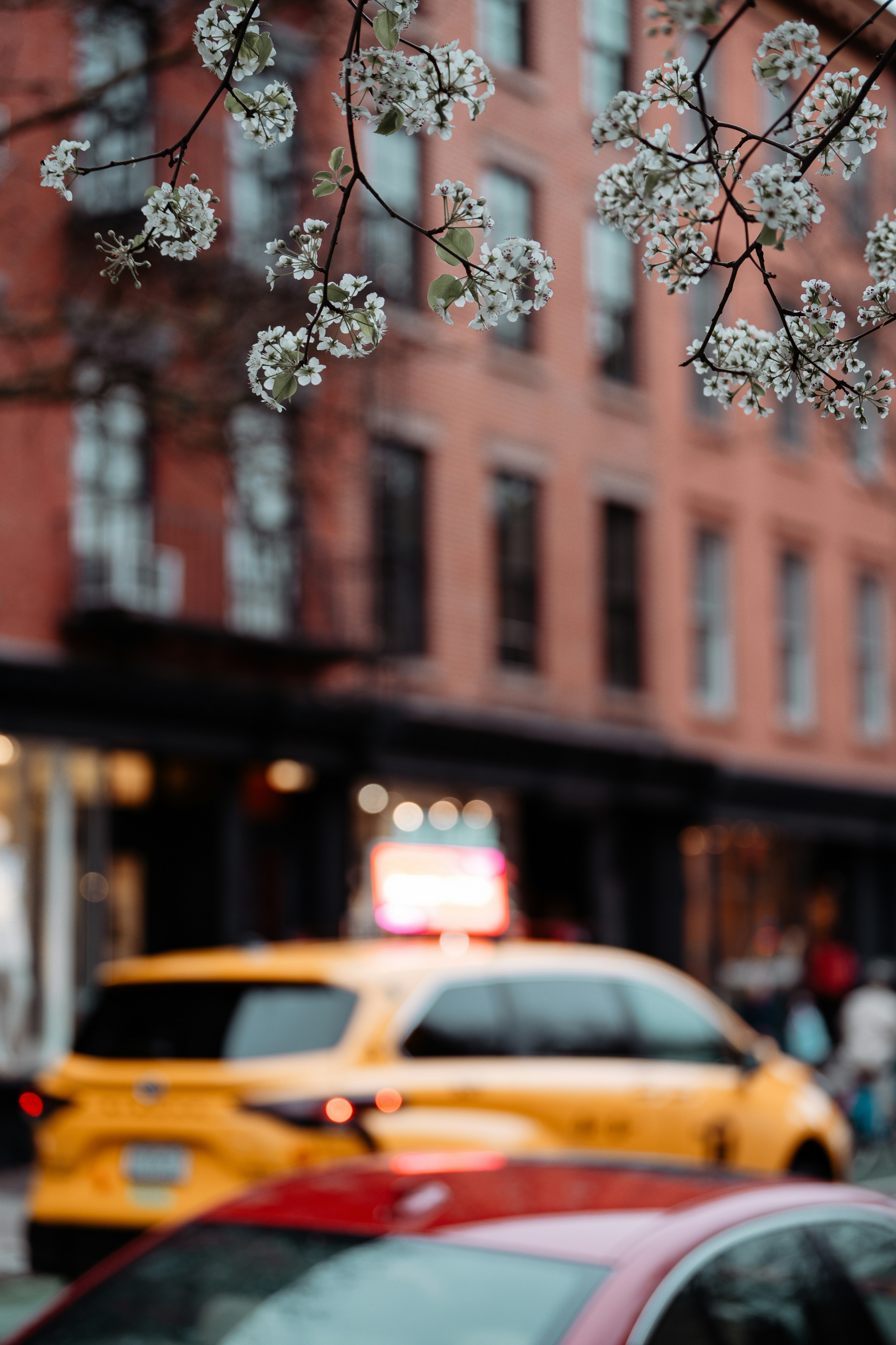 Blossoms Framing a NYC Street with a Yellow Taxi