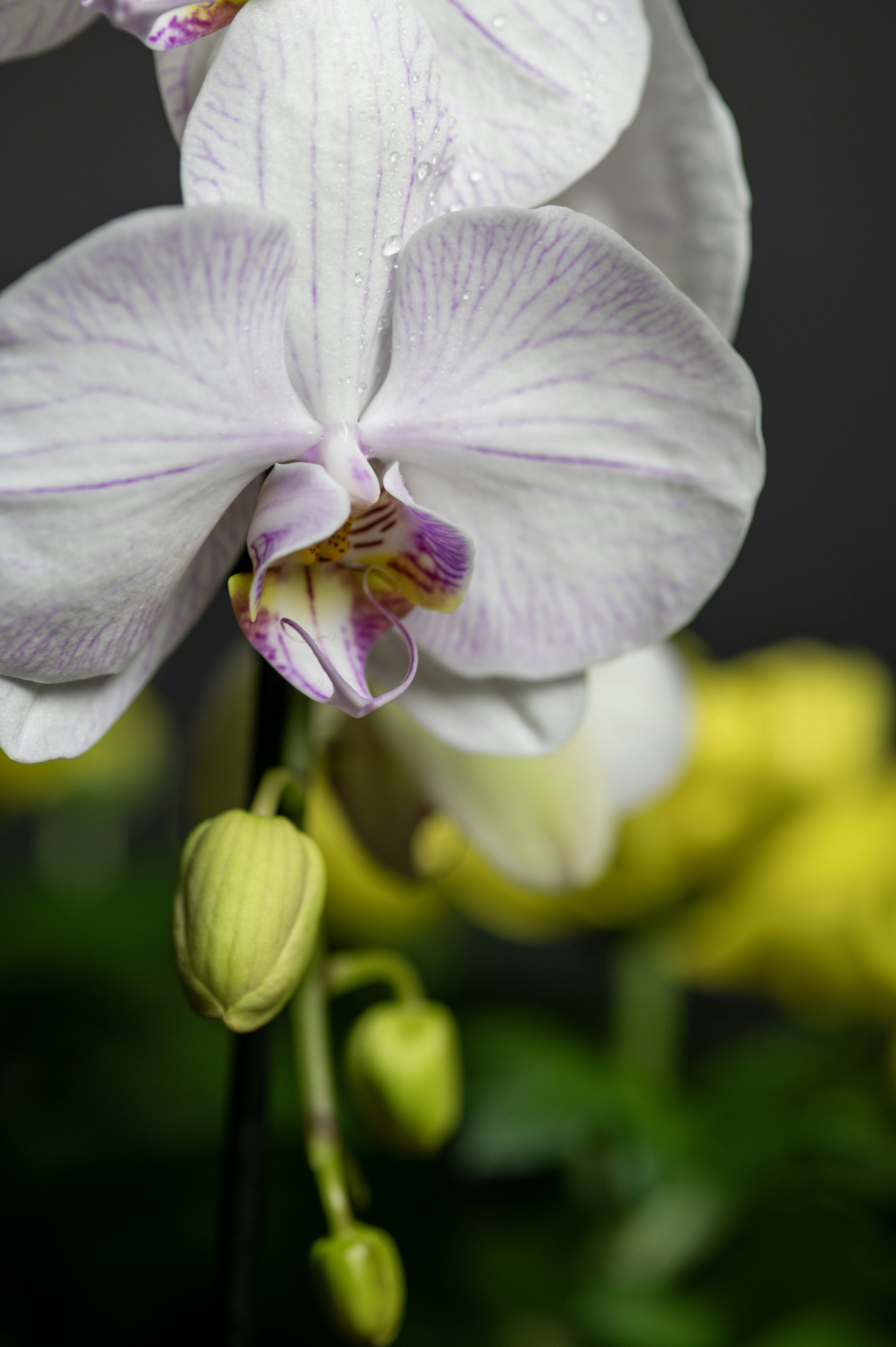 Dew-kissed Orchid Close-Up: Veined White Petals and Subtle Glow