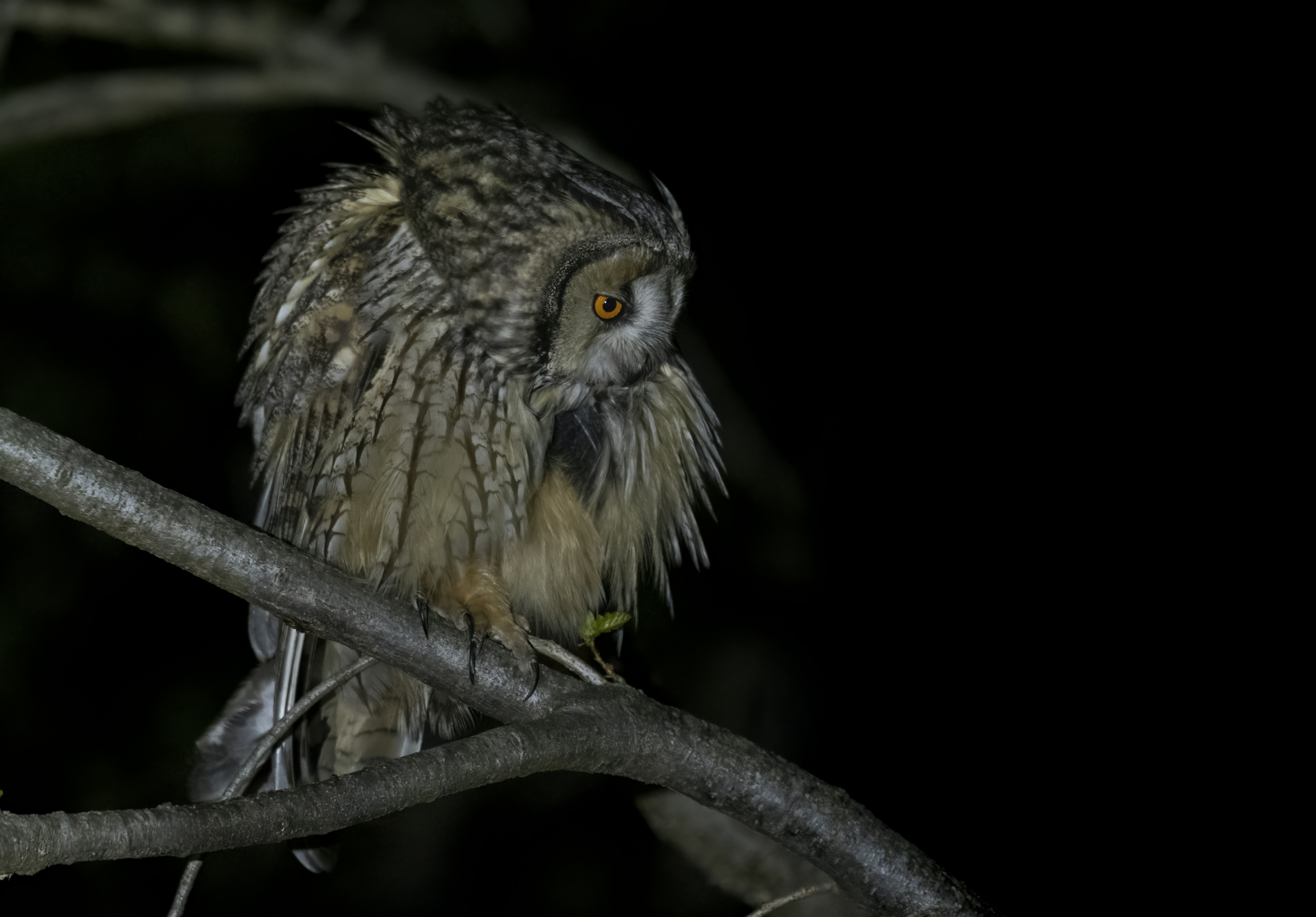 Amber-Eyed Owl Perched on a Moonless Branch