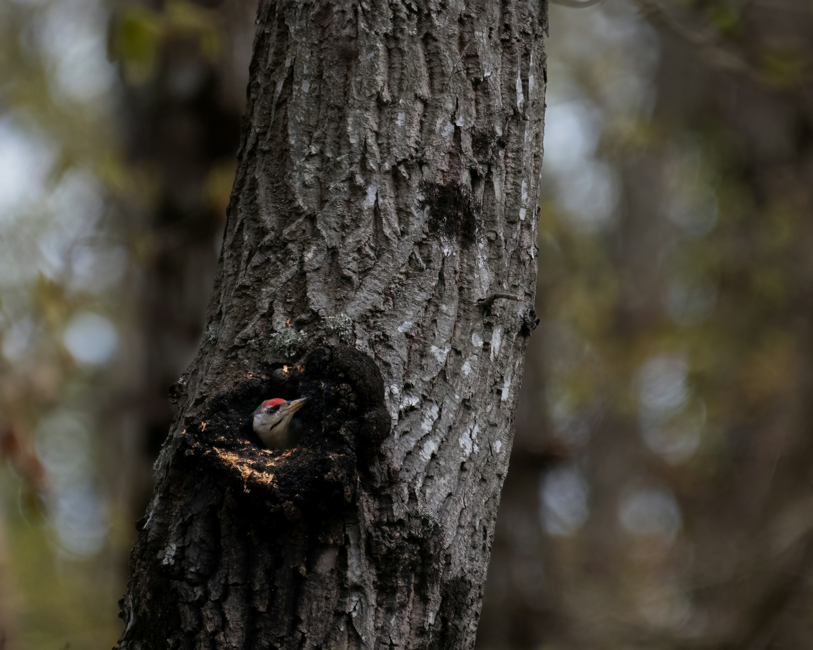 Red-Crowned Visitor Peering from a Knot-Hole in Weathered Bark
