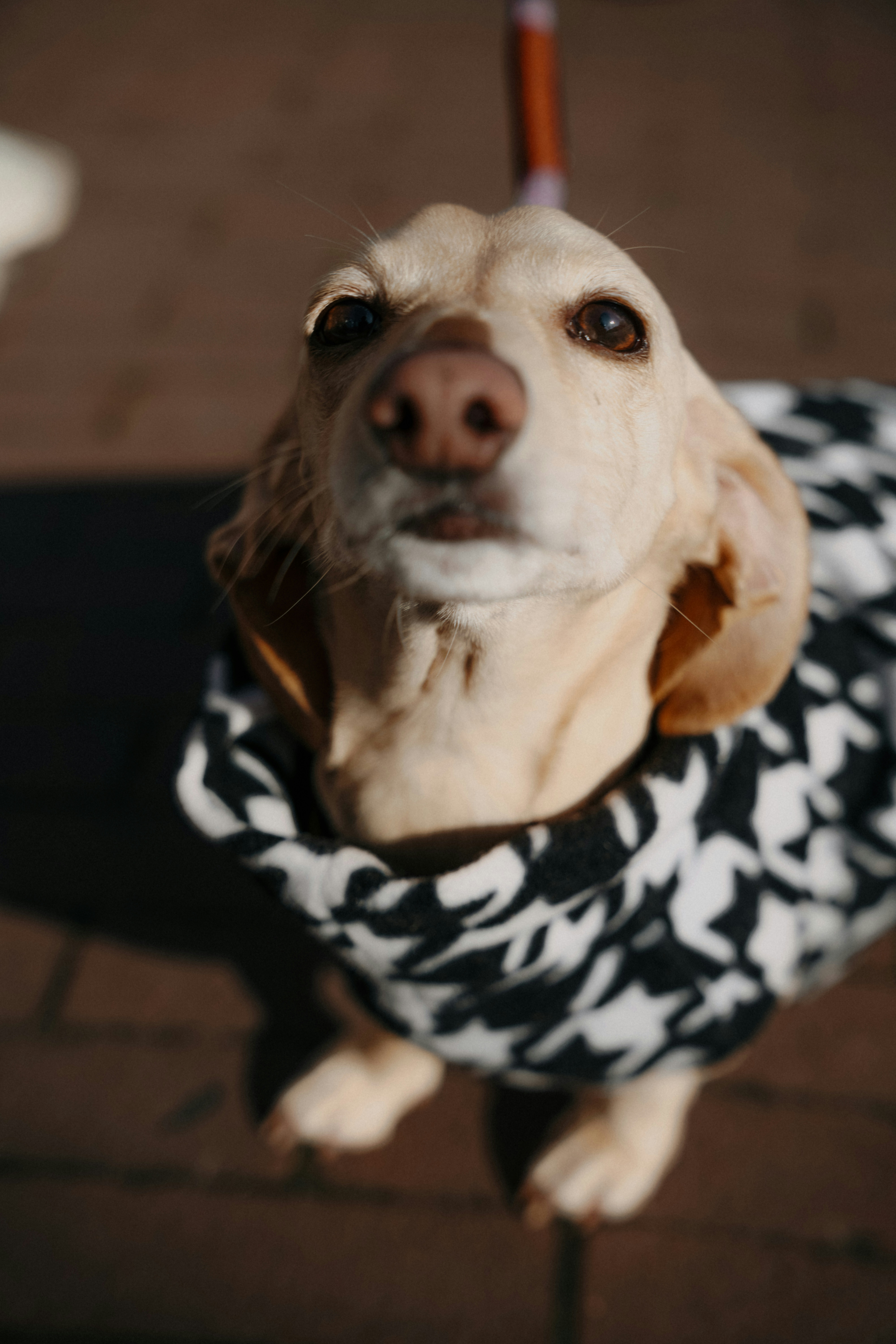 A dog dressed in a stylish black and white patterned coat gazes curiously at the camera, showcasing its playful personality.
