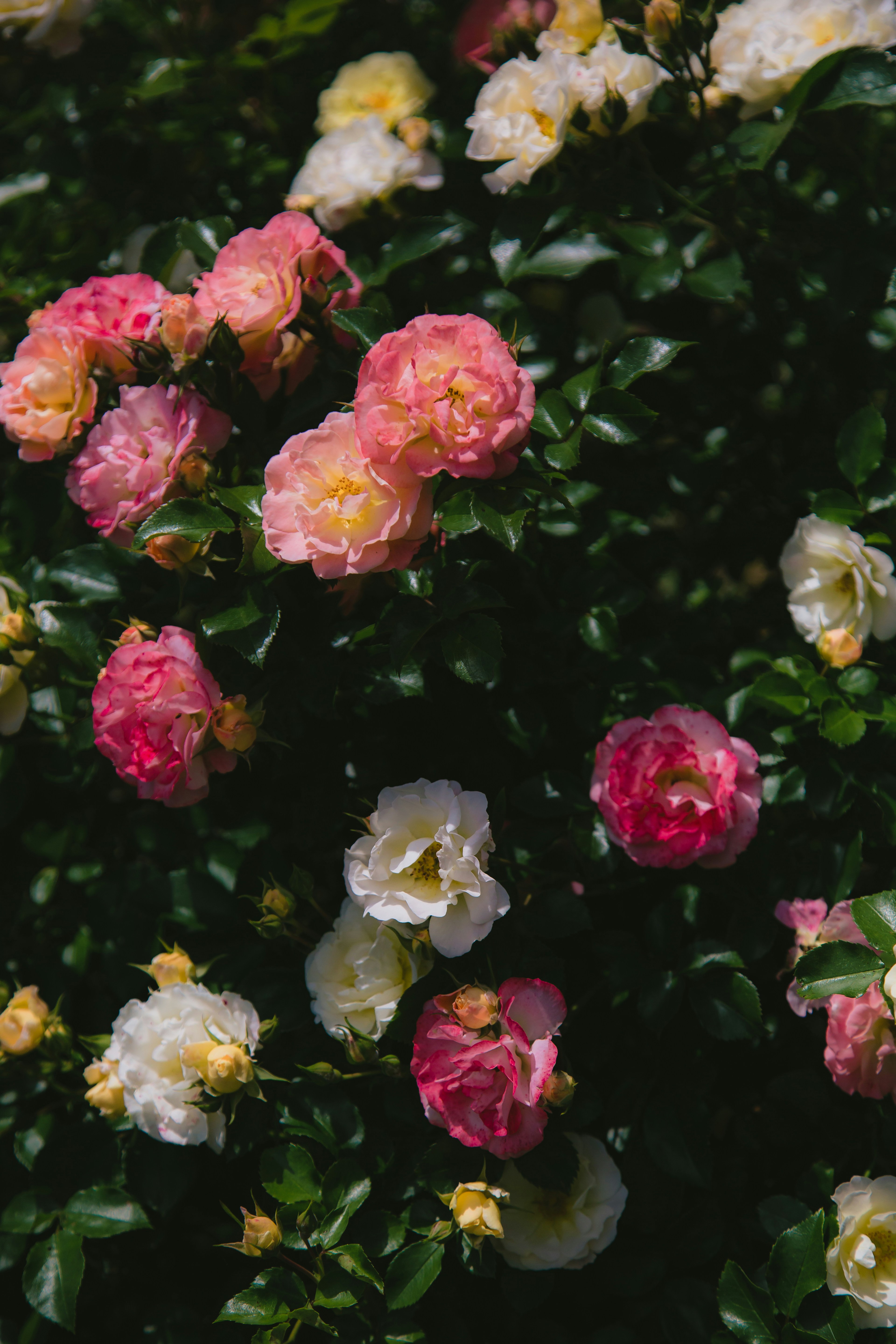 Pink and white roses bloom in lush foliage. photo – Free Flowers Image ...
