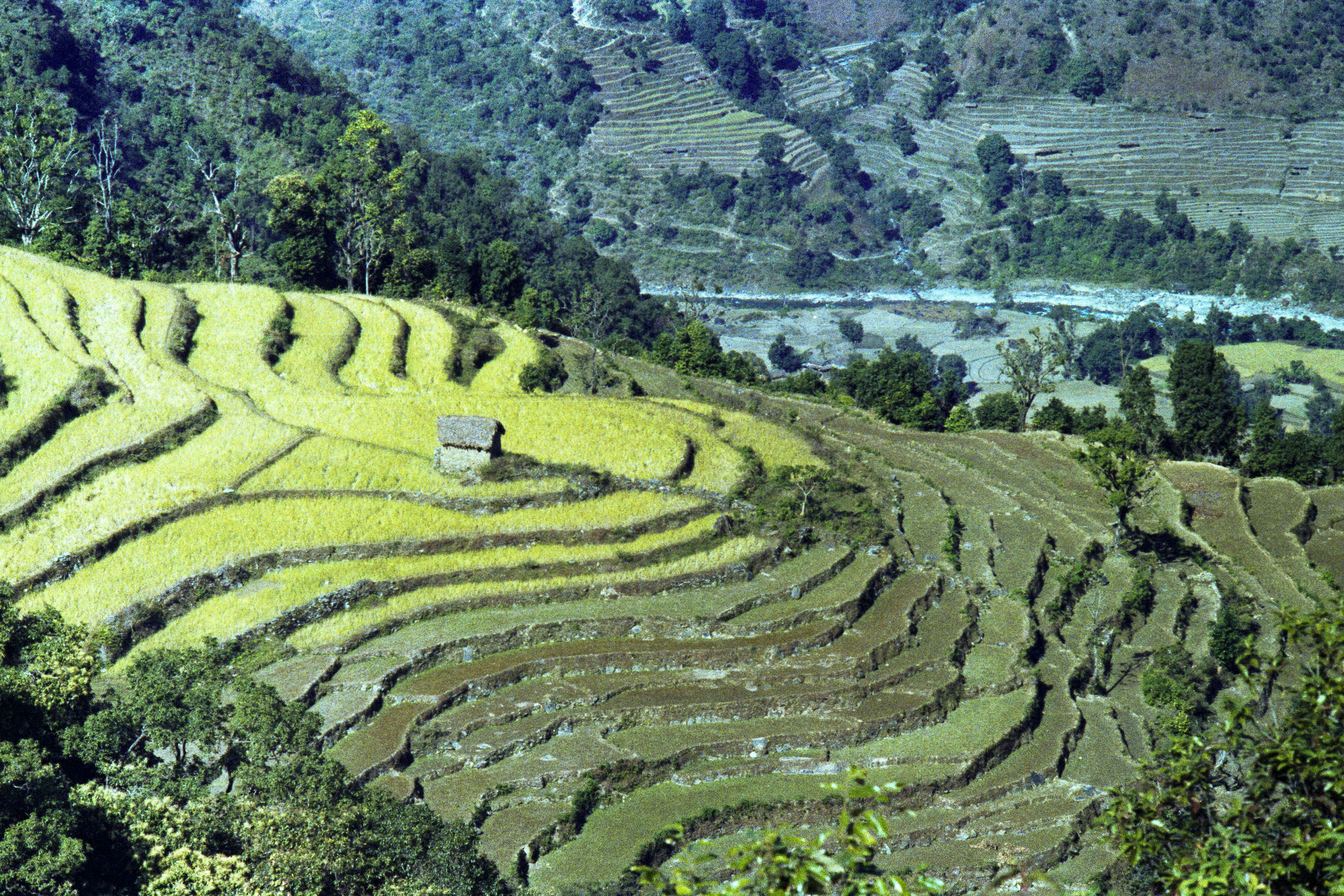 Terraced rice fields cascade down a lush hillside. photo – Free Human ...