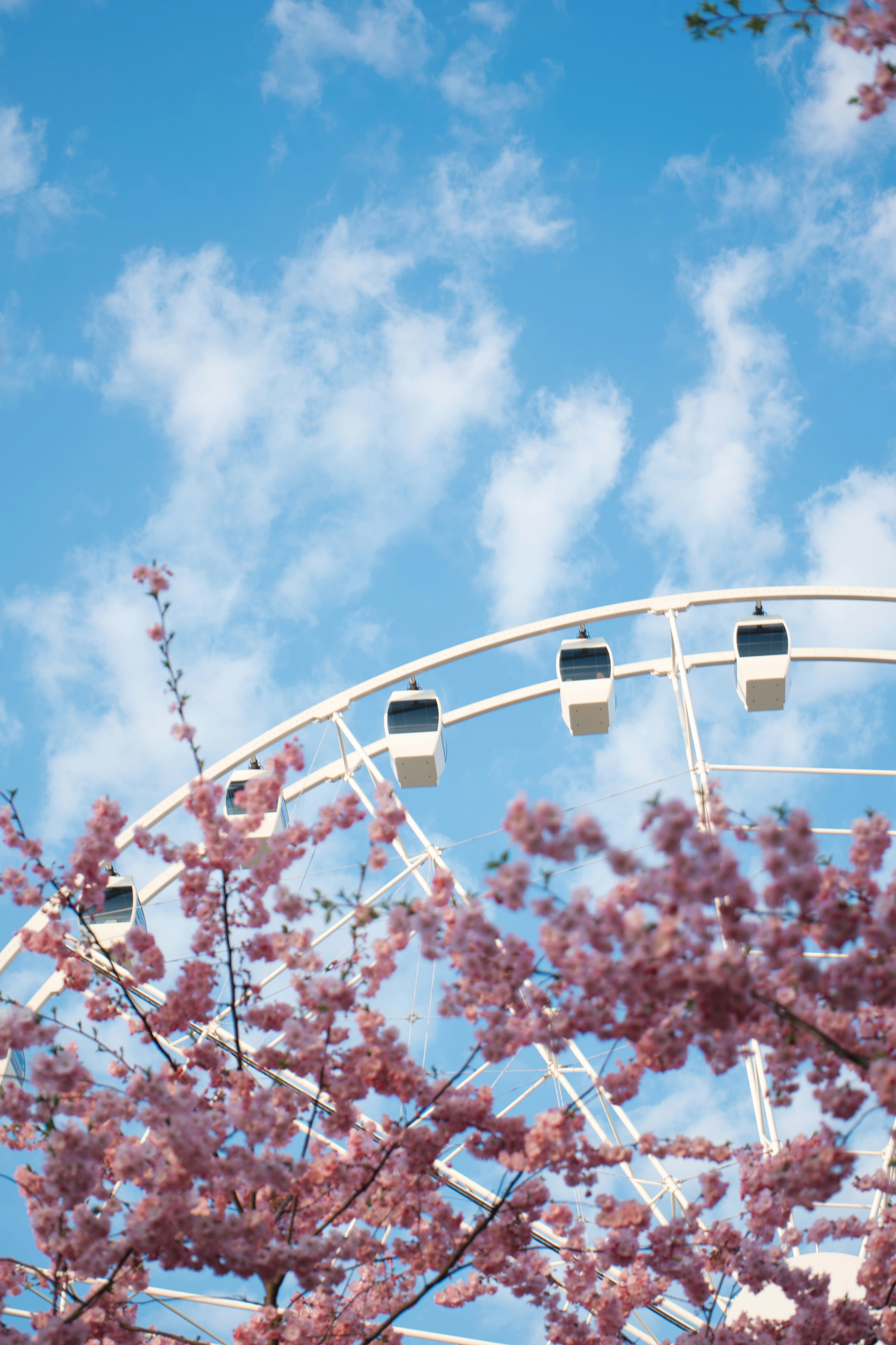Cherry Blossom Arc: A Sky-Blue Moment Beneath the Ferris Wheel