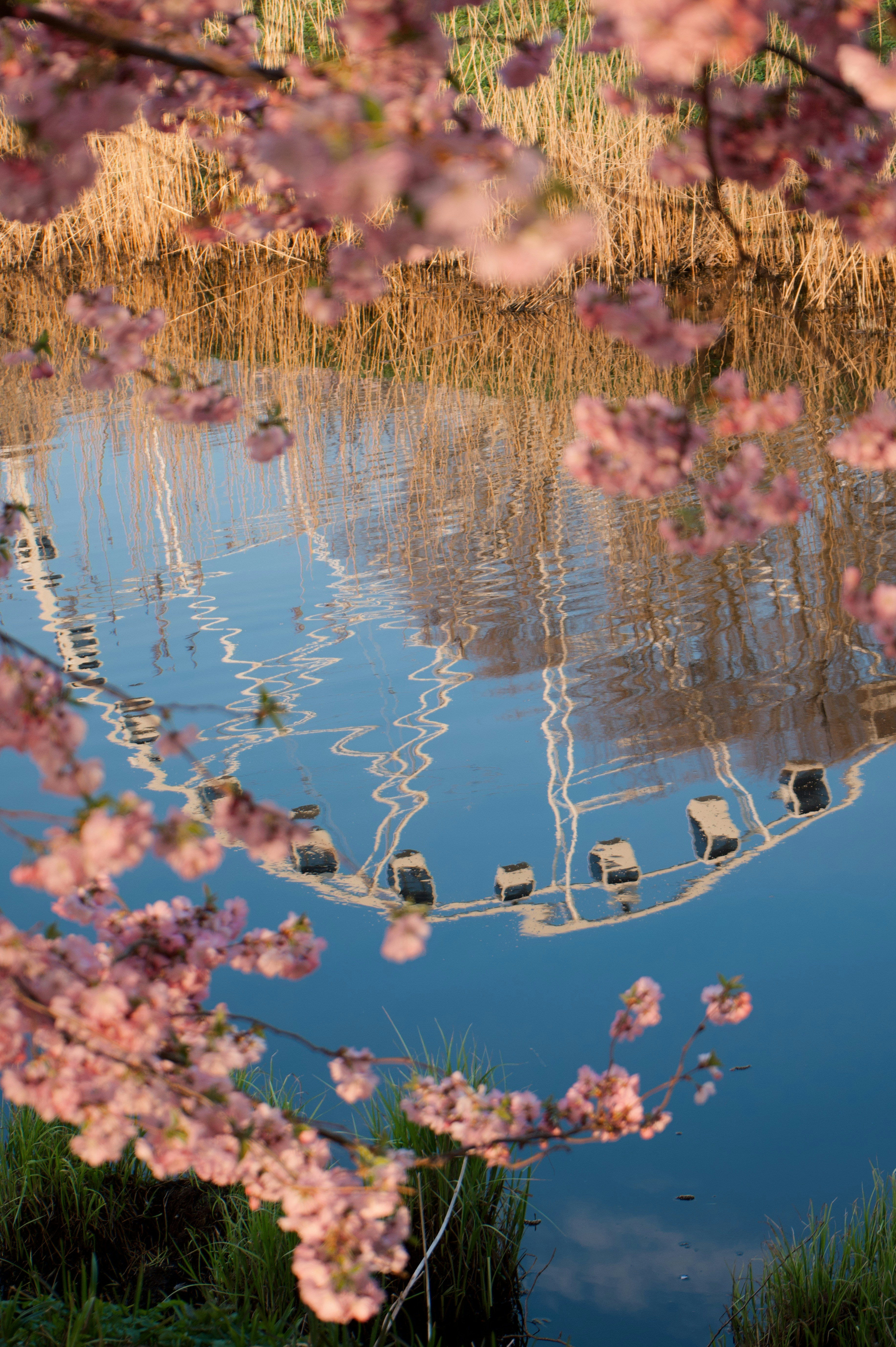 Petal Frame Over a Quiet Water Mirror