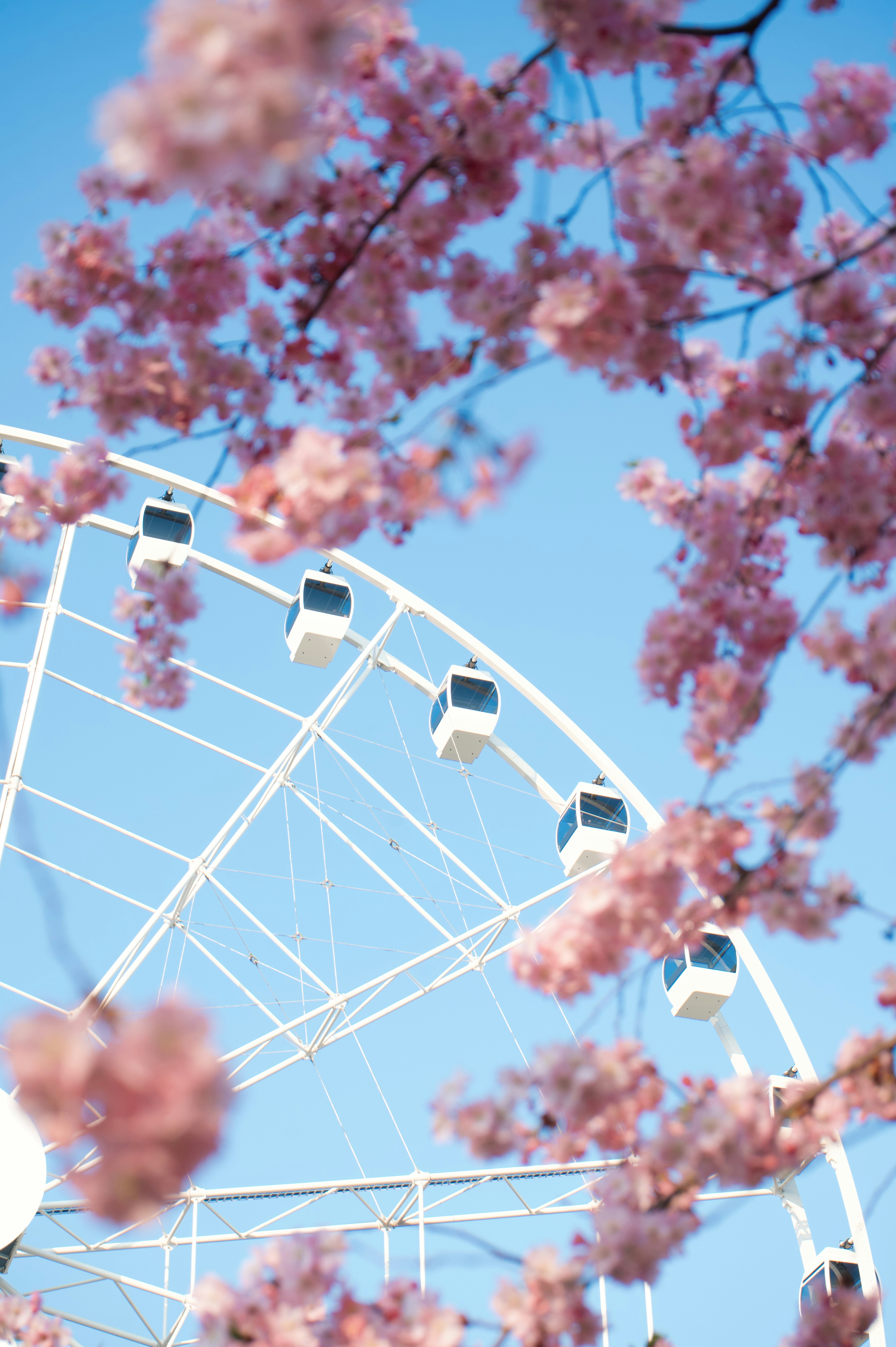 Ferris wheel framed by beautiful pink cherry blossoms. photo – Free ...