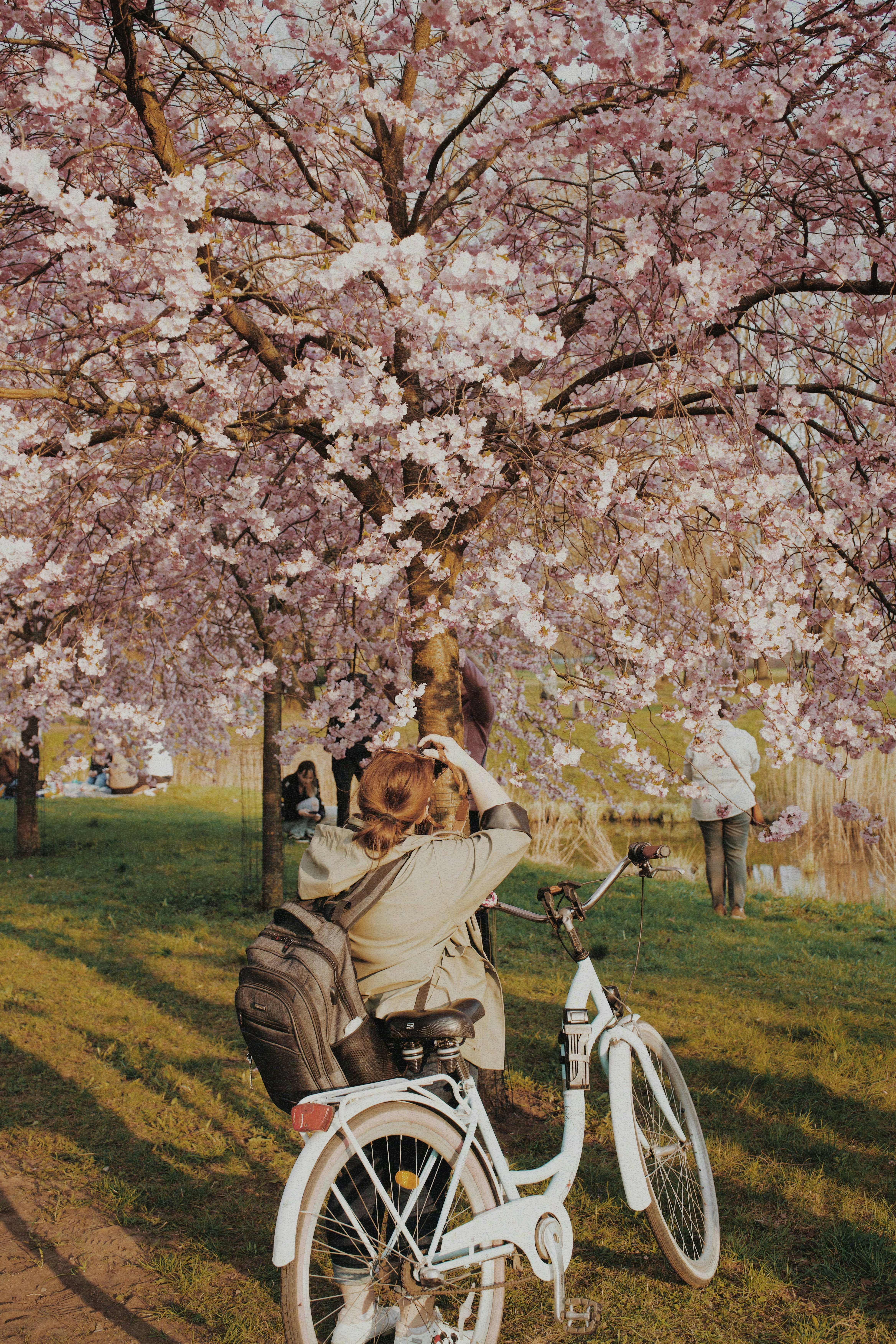Petal Canopy Portrait: A Park Moment with a White Bicycle